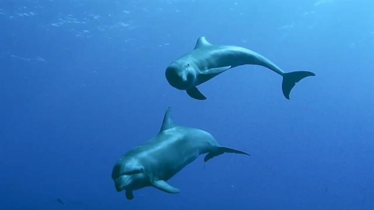 Dolphin mom adopts whale calf—a first | National Geographic