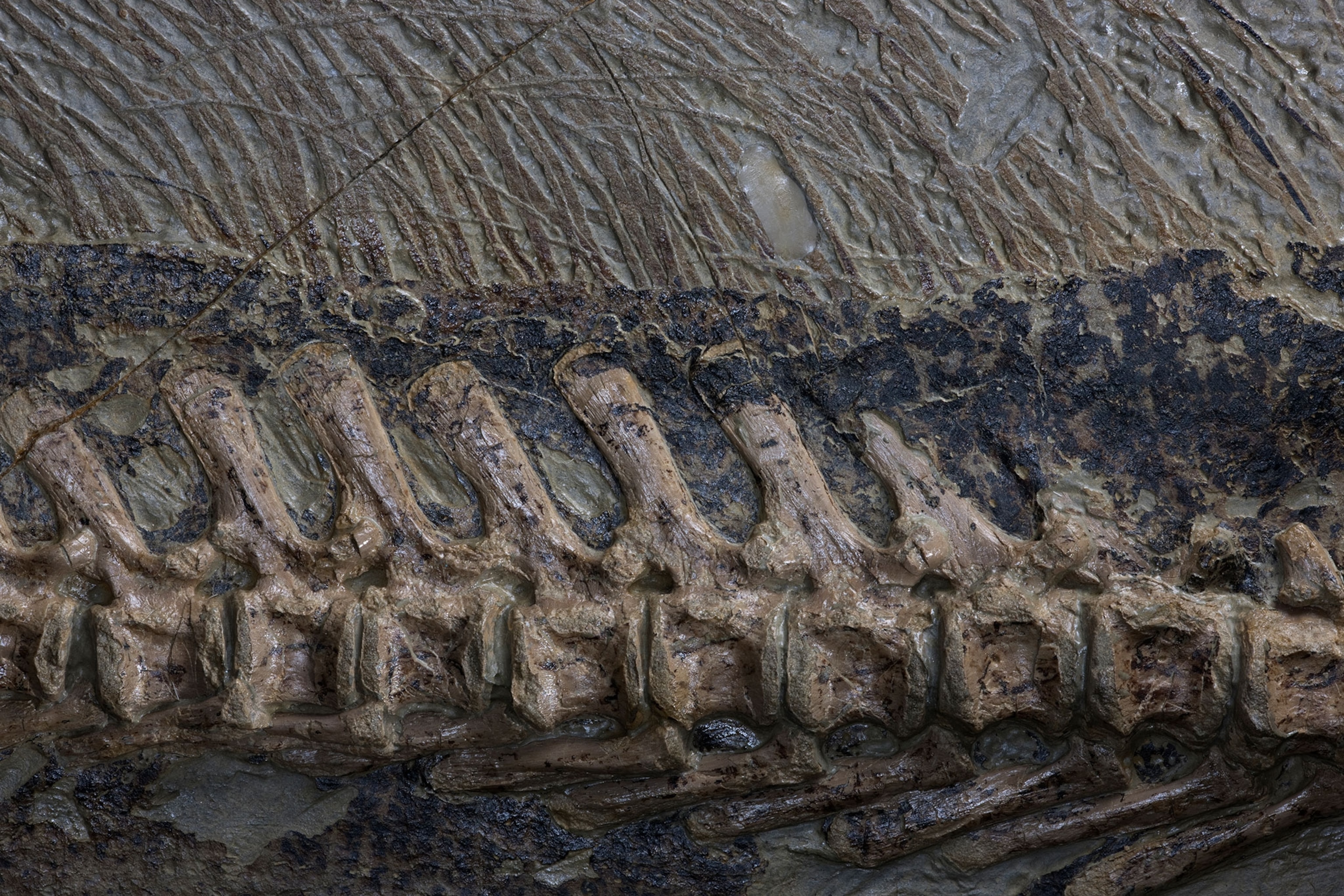 World's biggest T. rex discovered in Canada