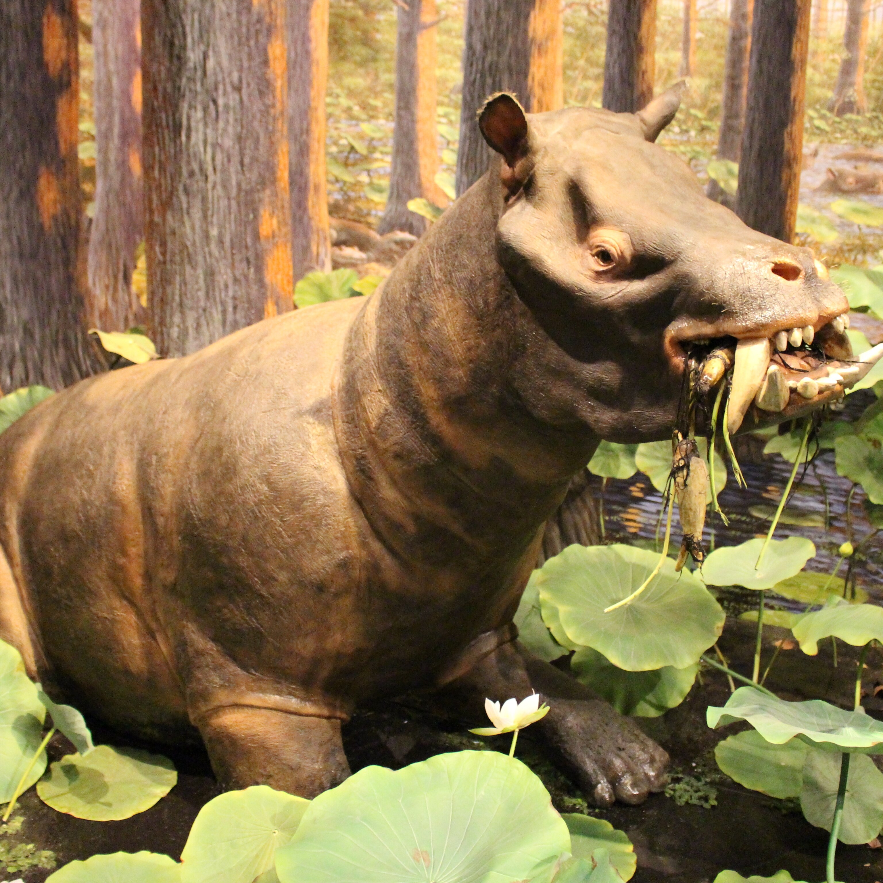 Some species that have never been suggested New species! - Page 27 ...