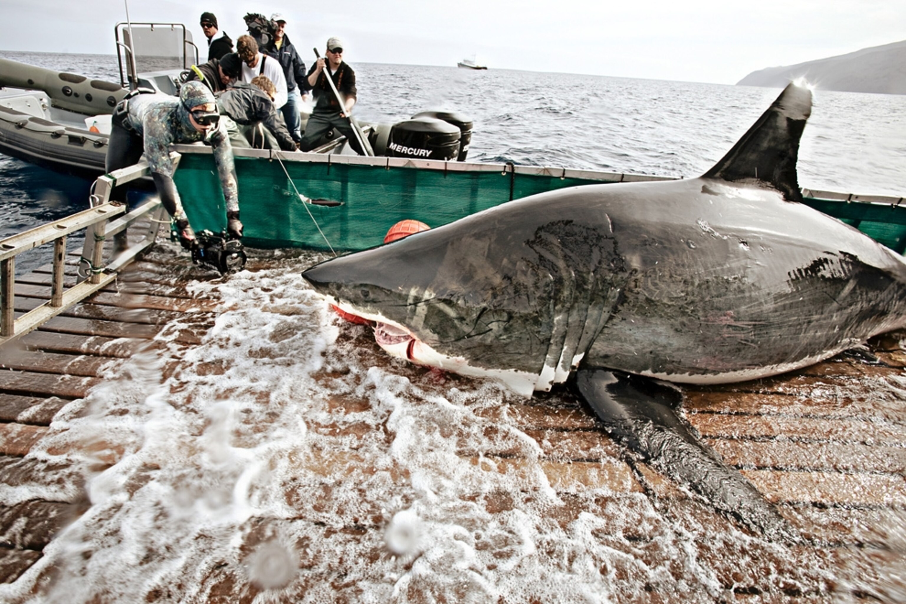 Pictures: "Shark Elevator" Lifts Great Whites From Sea