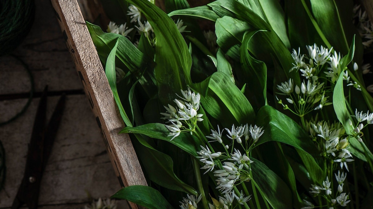 5 ways to use wild garlic | National Geographic