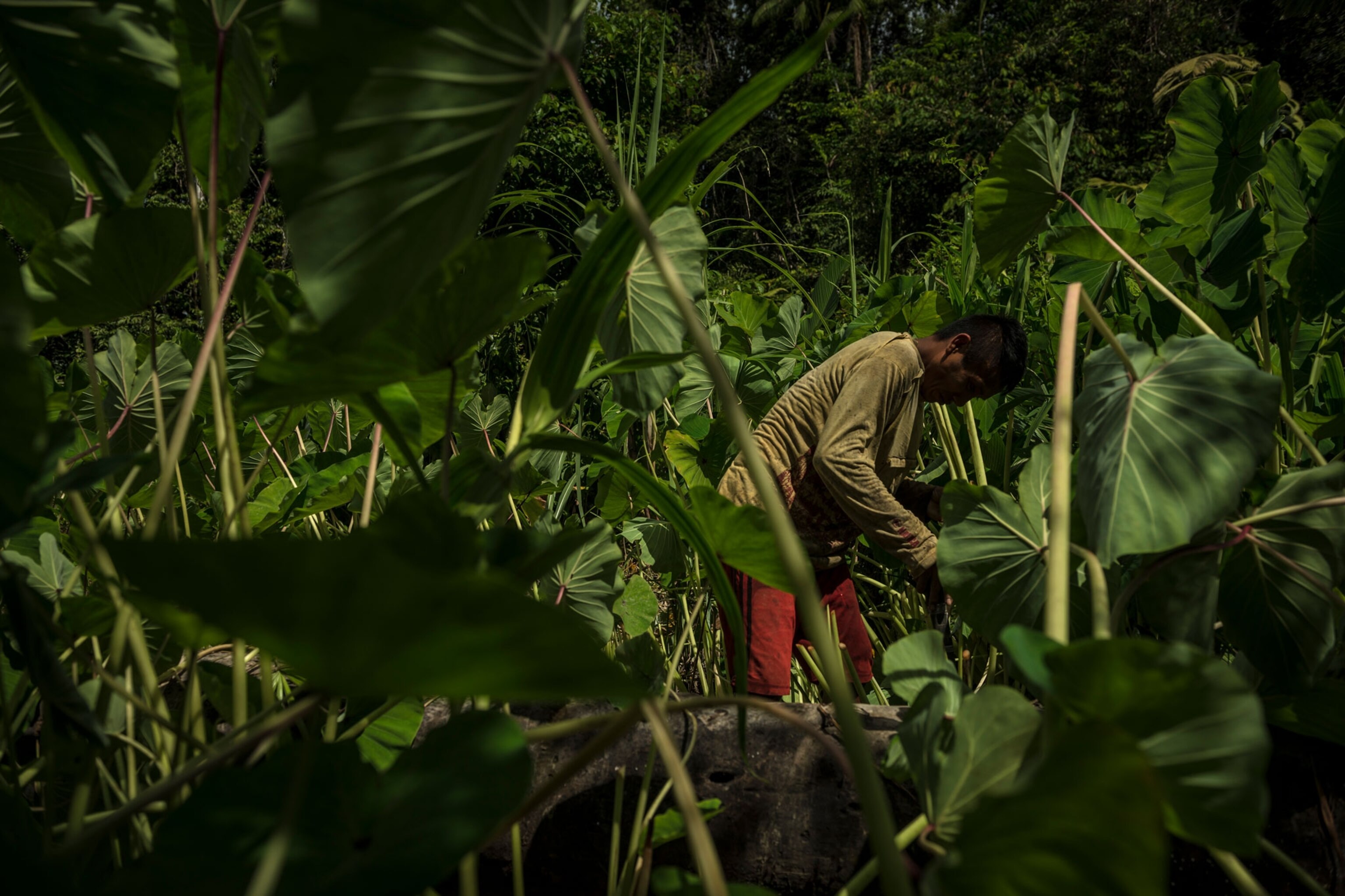 How taro is eaten around the world