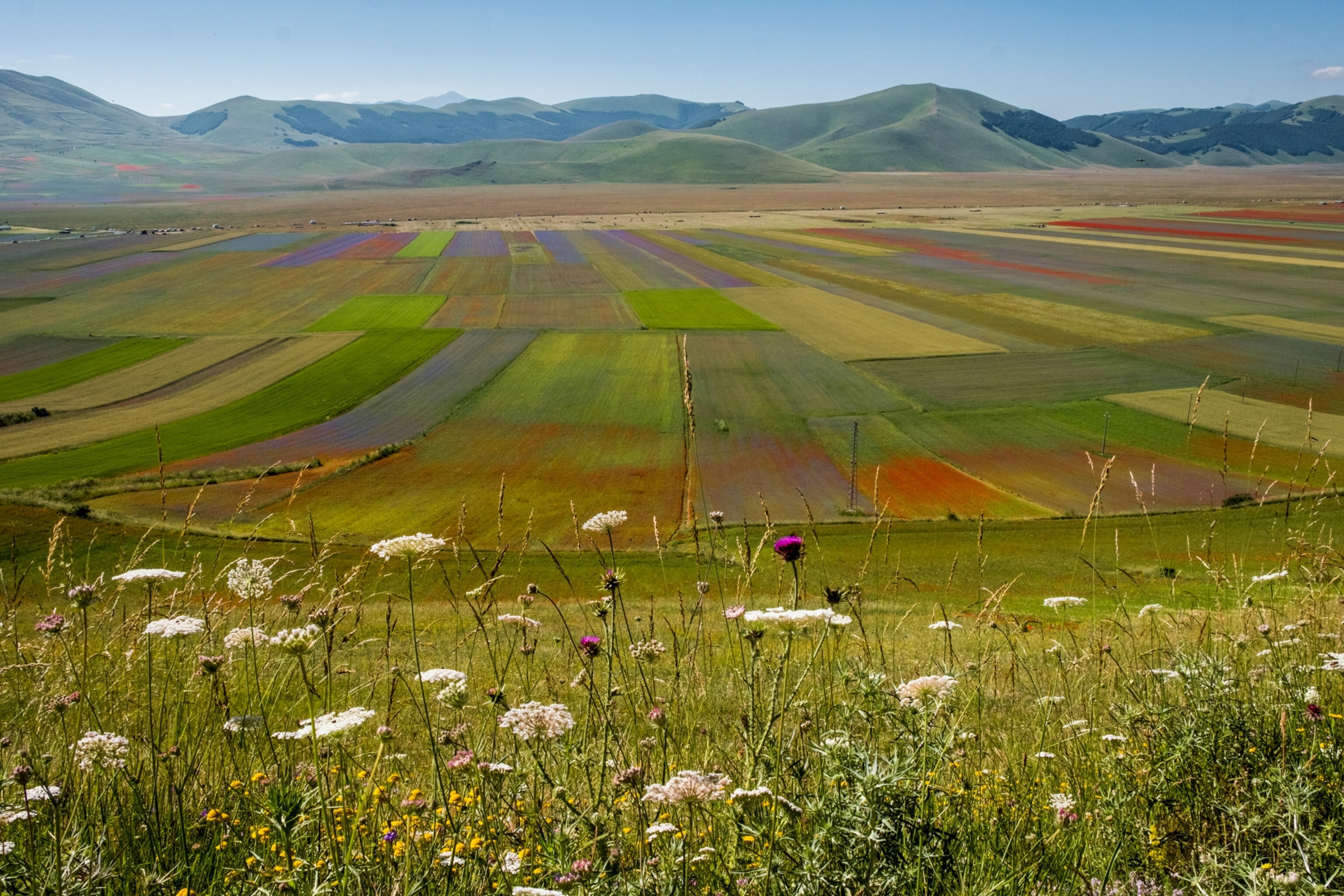 Here’s how locals are preserving Italy’s famed wildflower bloom from ...