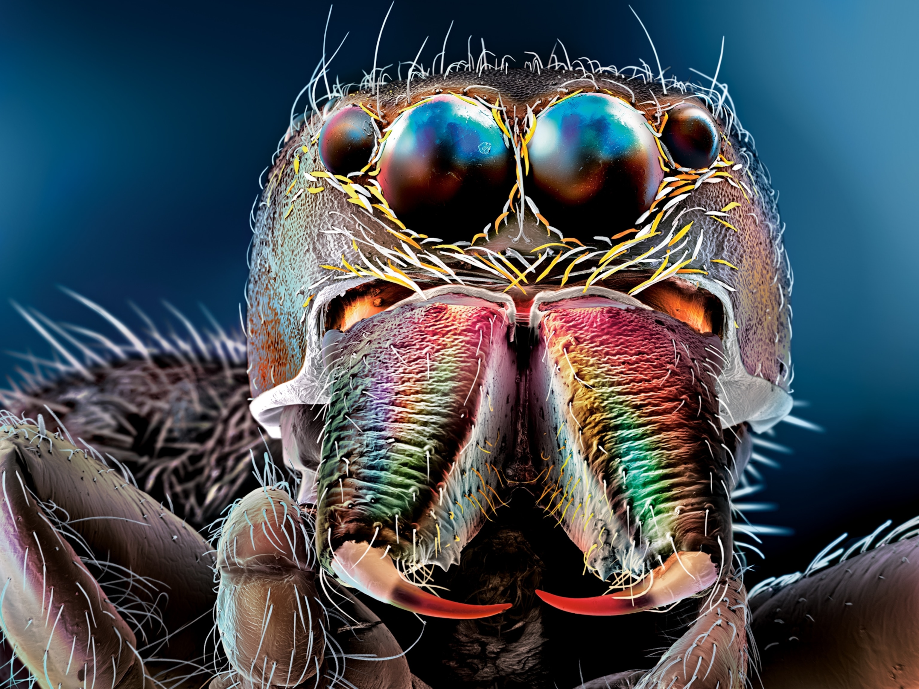 Bug-Eyed - National Geographic Magazine