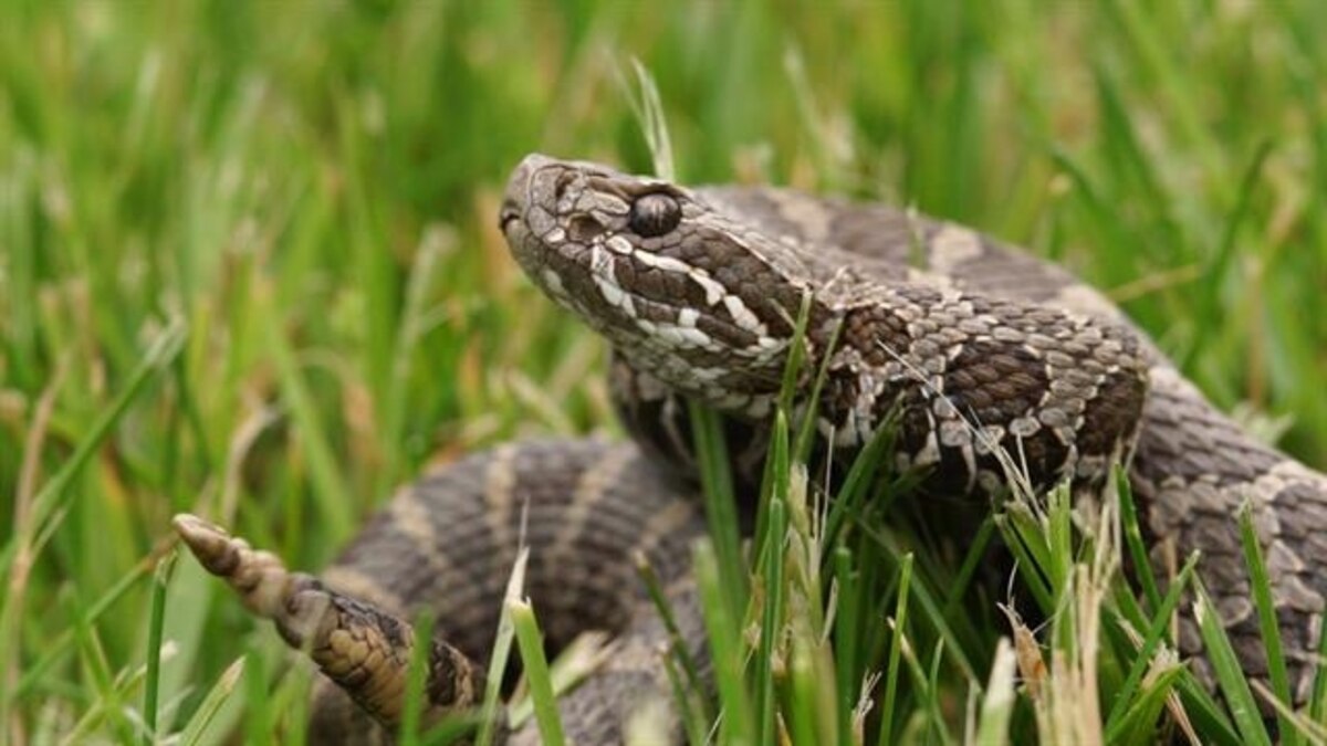 Fungal Disease Attacks Rattlesnakes as Scientists Seek Treatment ...