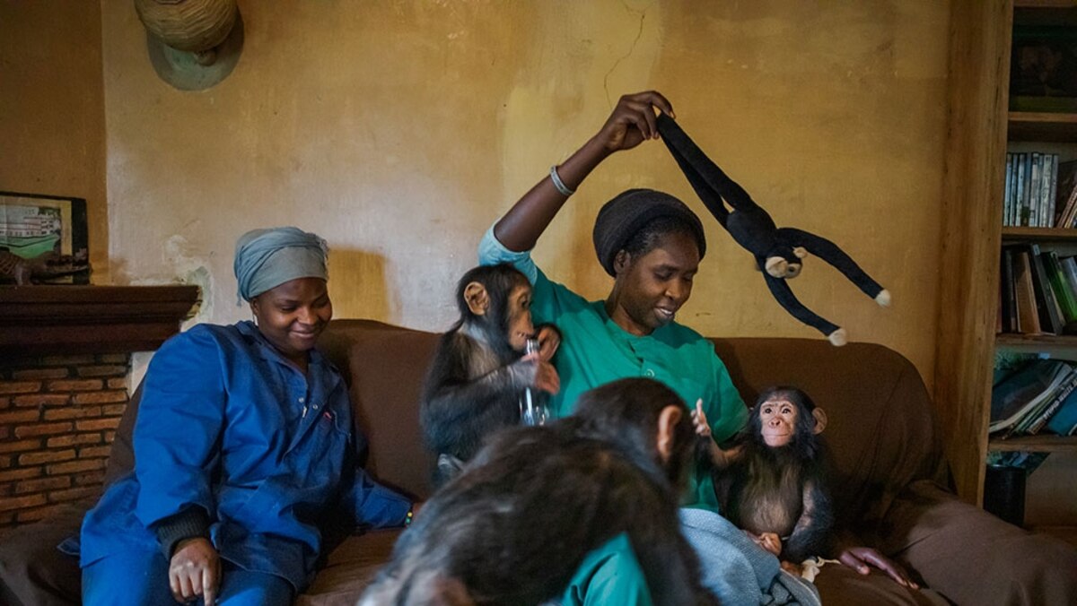 Rescued chimps inspire their rescuers | National Geographic