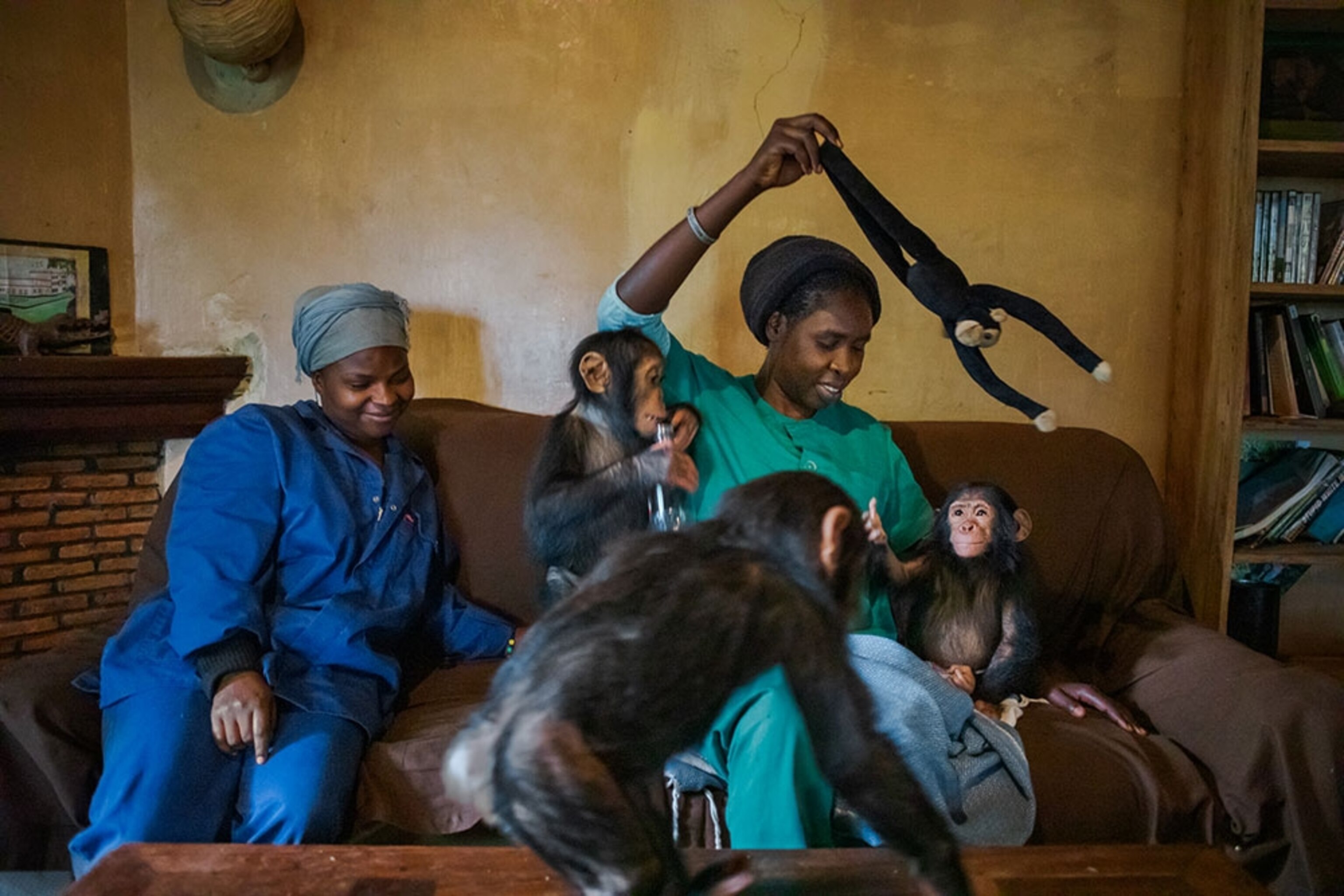 Rescued chimps inspire their rescuers
