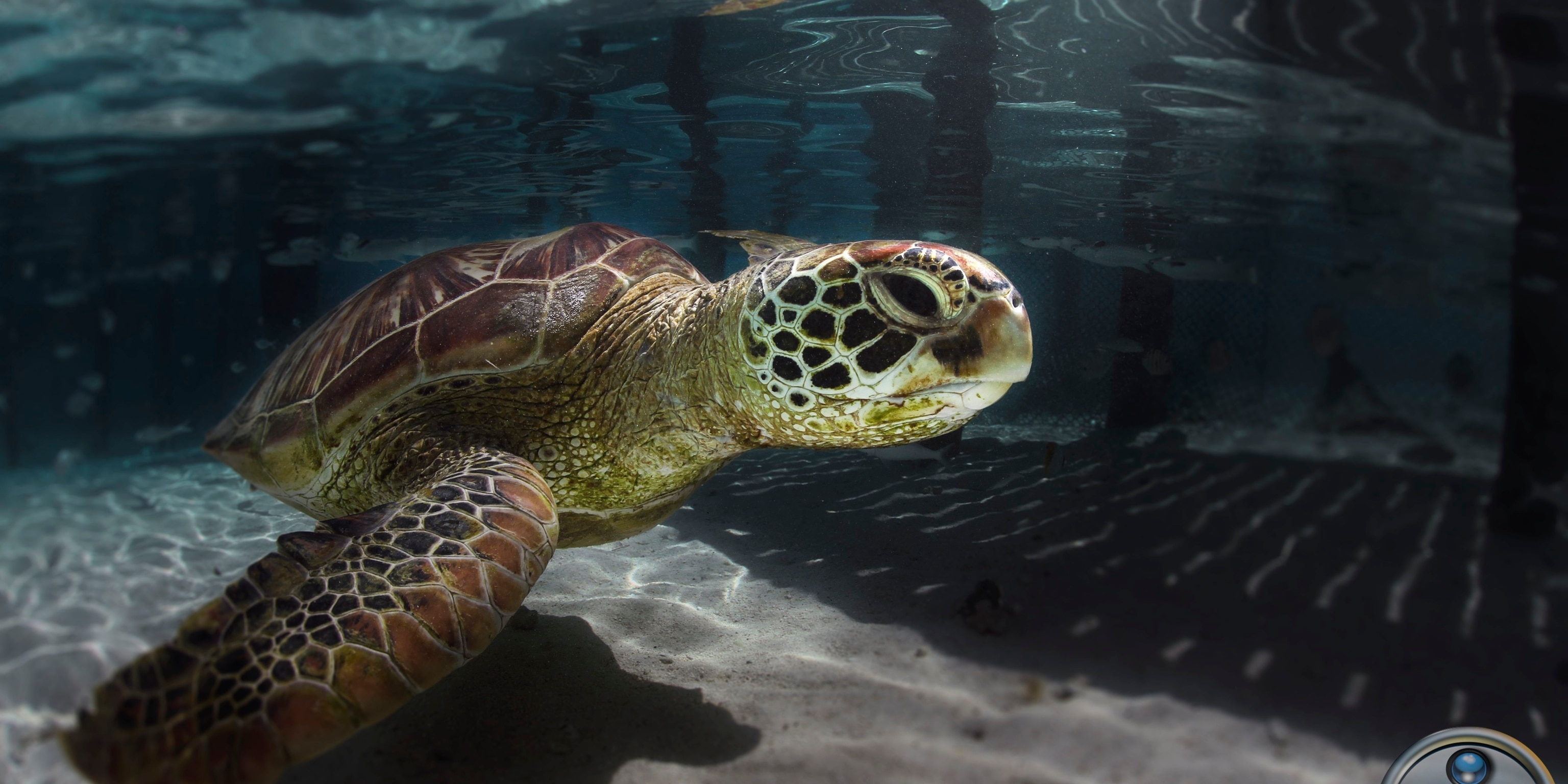 Green Sea Turtle Hd Wallpaper - Infoupdate.org