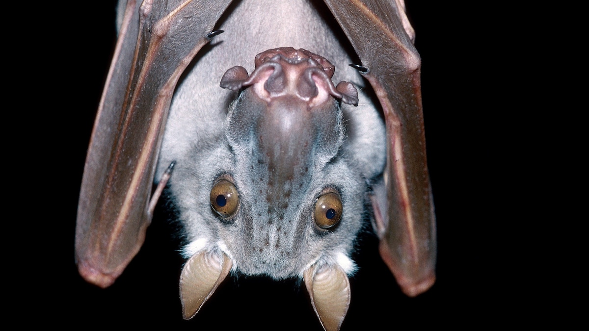 A Frog Whose Babies Pop out of Its Back and More Freaky Animals ...