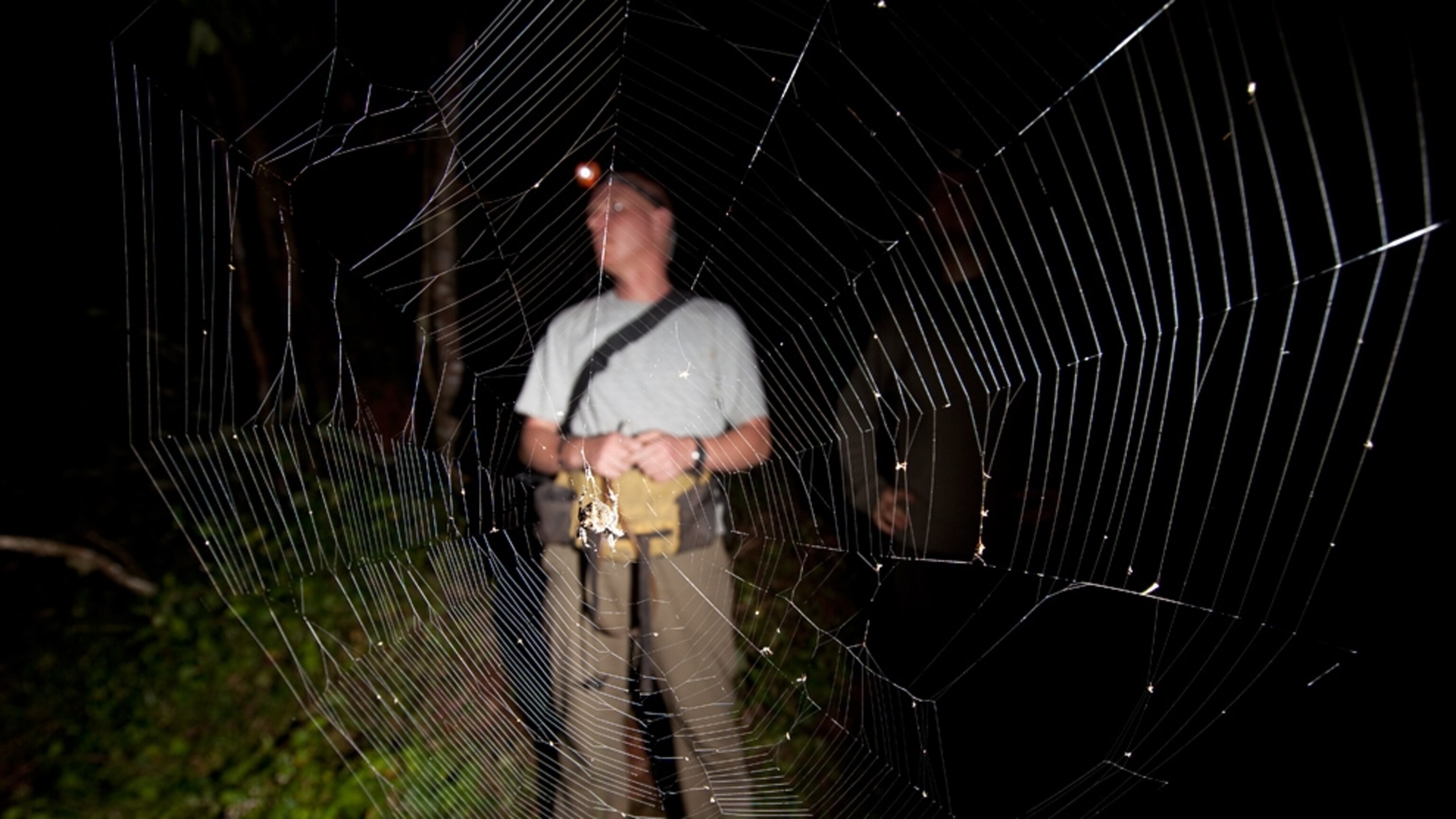 Photos World s Biggest Strongest Spider Webs Found
