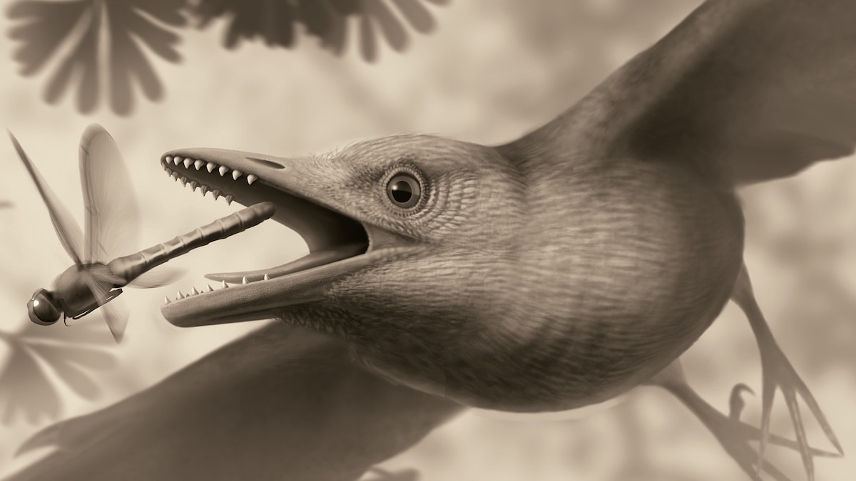 Fossil Bird Had Tough Teeth | National Geographic