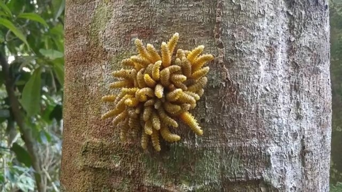 These Small Animals Wiggle As One—Here's Why | National Geographic