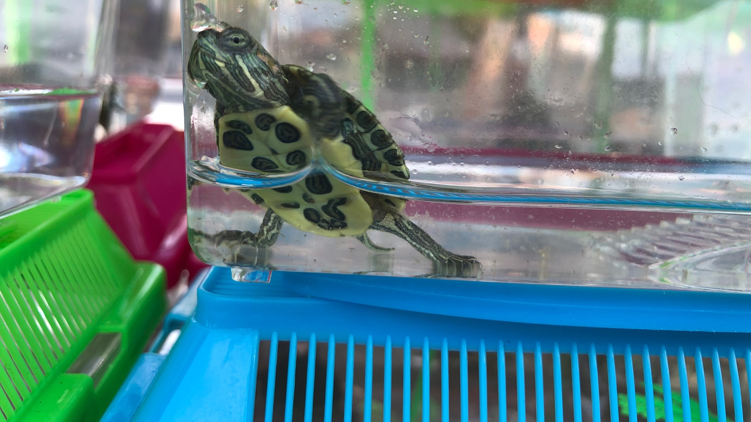 Red Eared Slider Turtle Tank