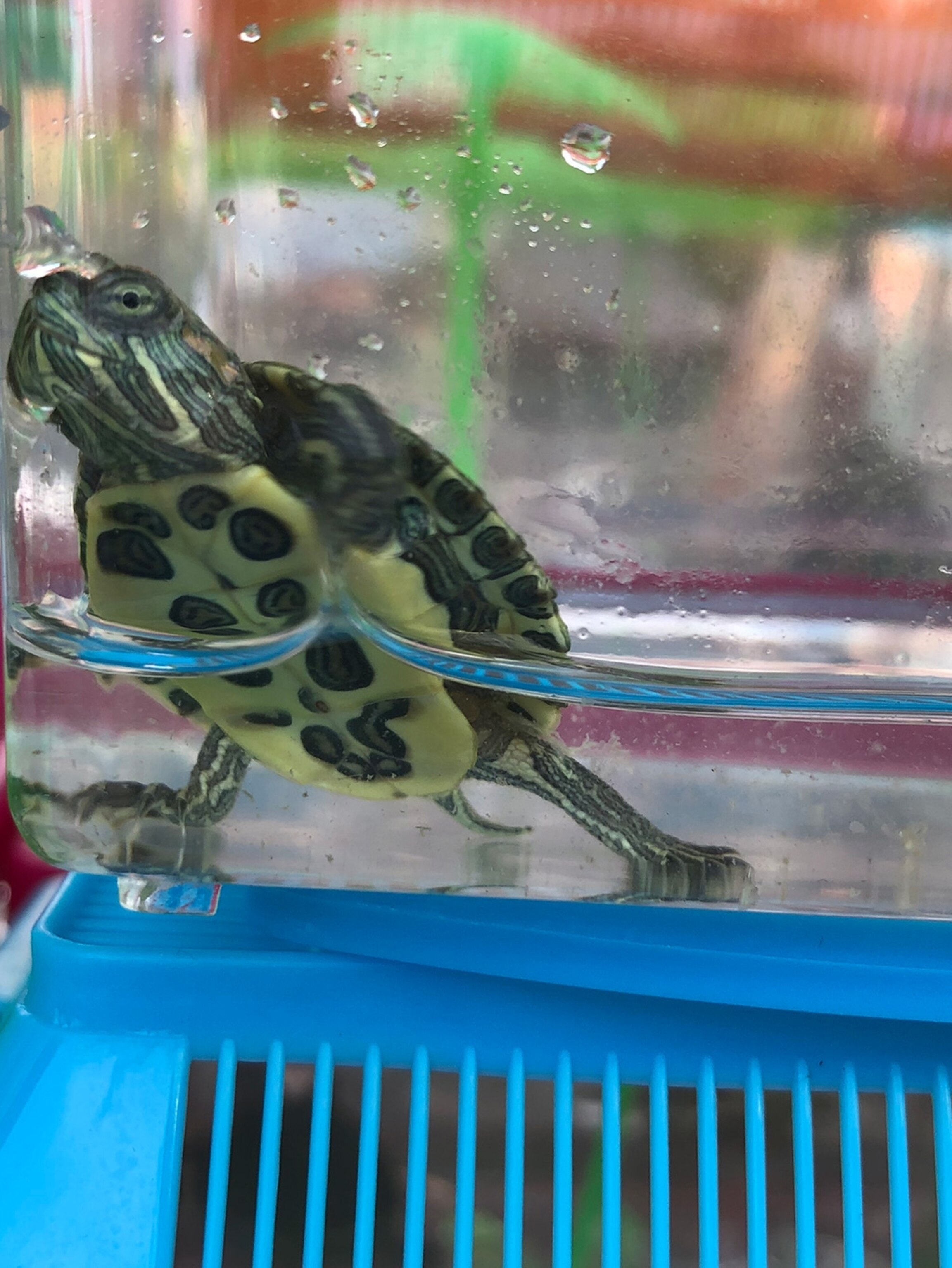Little Turtles As Pets