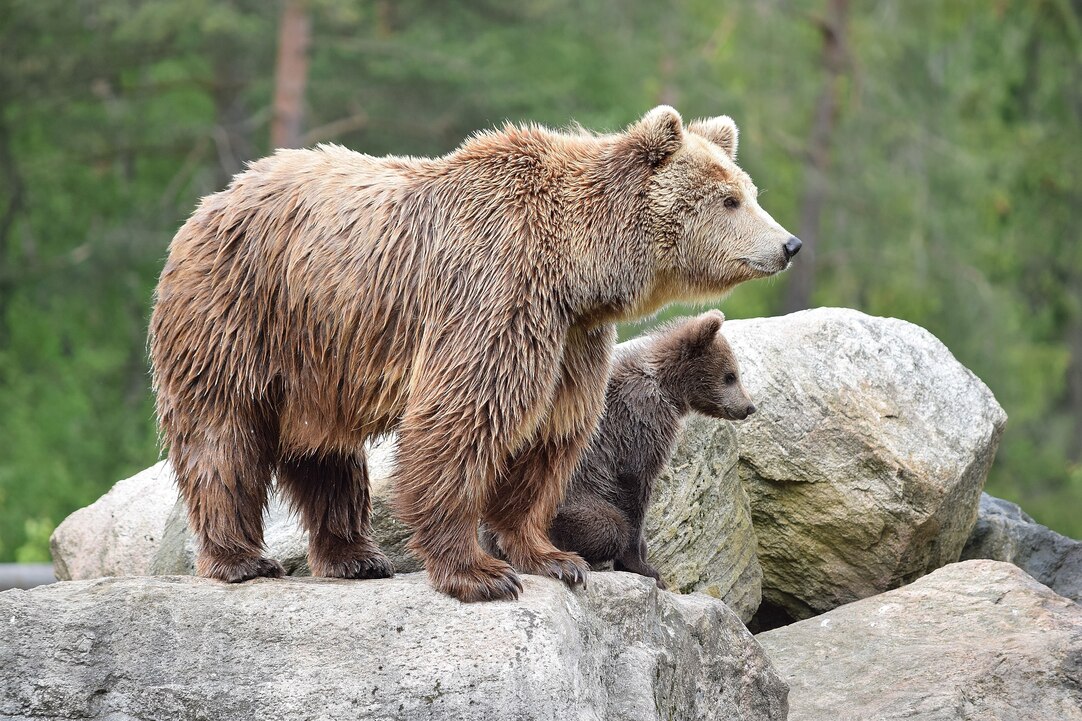 Real Brown Bears