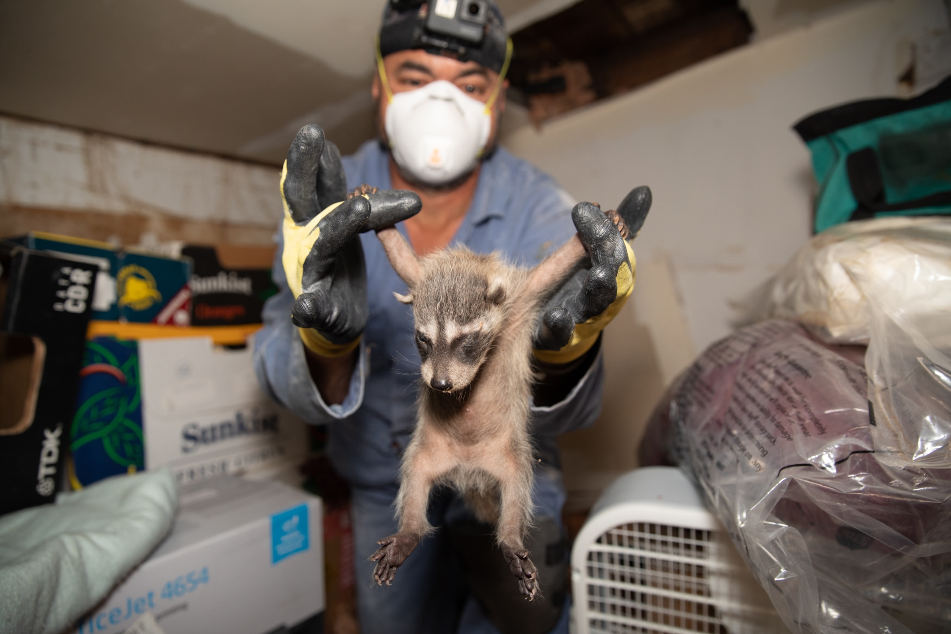 How raccoons became the ultimate urban survivors
