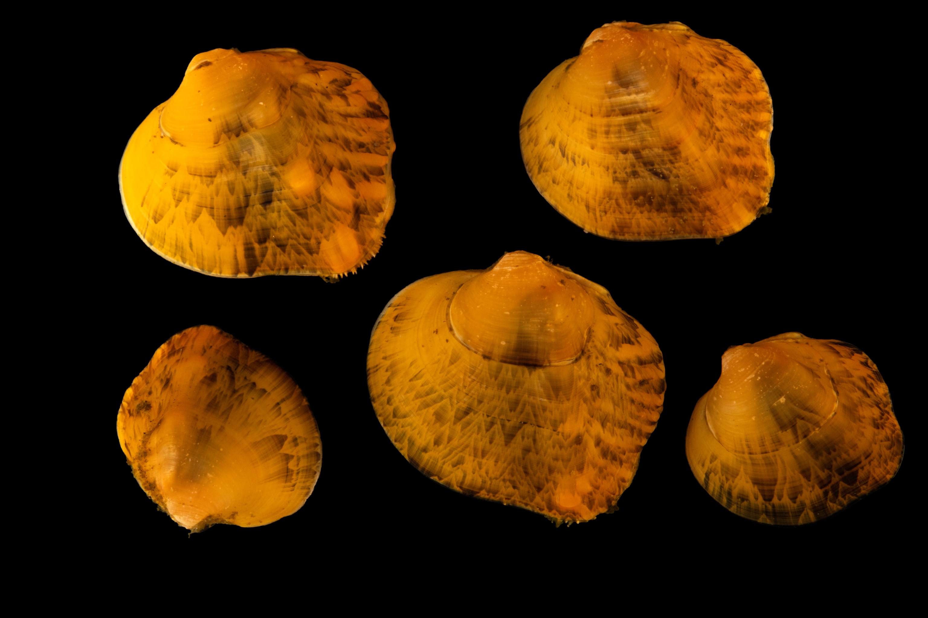 The high-stakes scramble to save the Appalachian monkeyface mussel