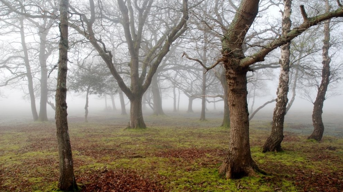 New Forest National Park, England -- National Geographic | National ...