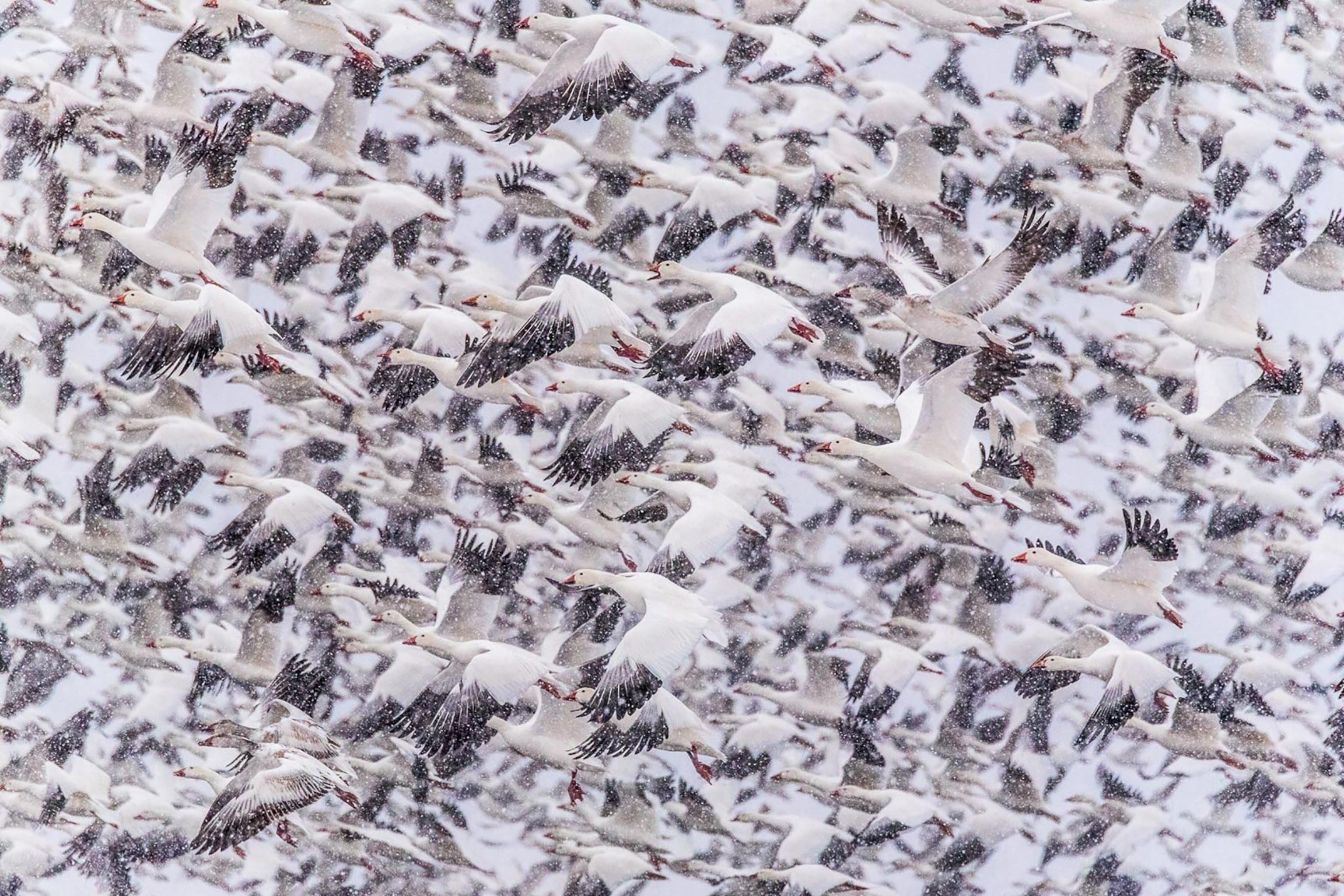 47 Mesmerizing Photos of Animals in the Wild