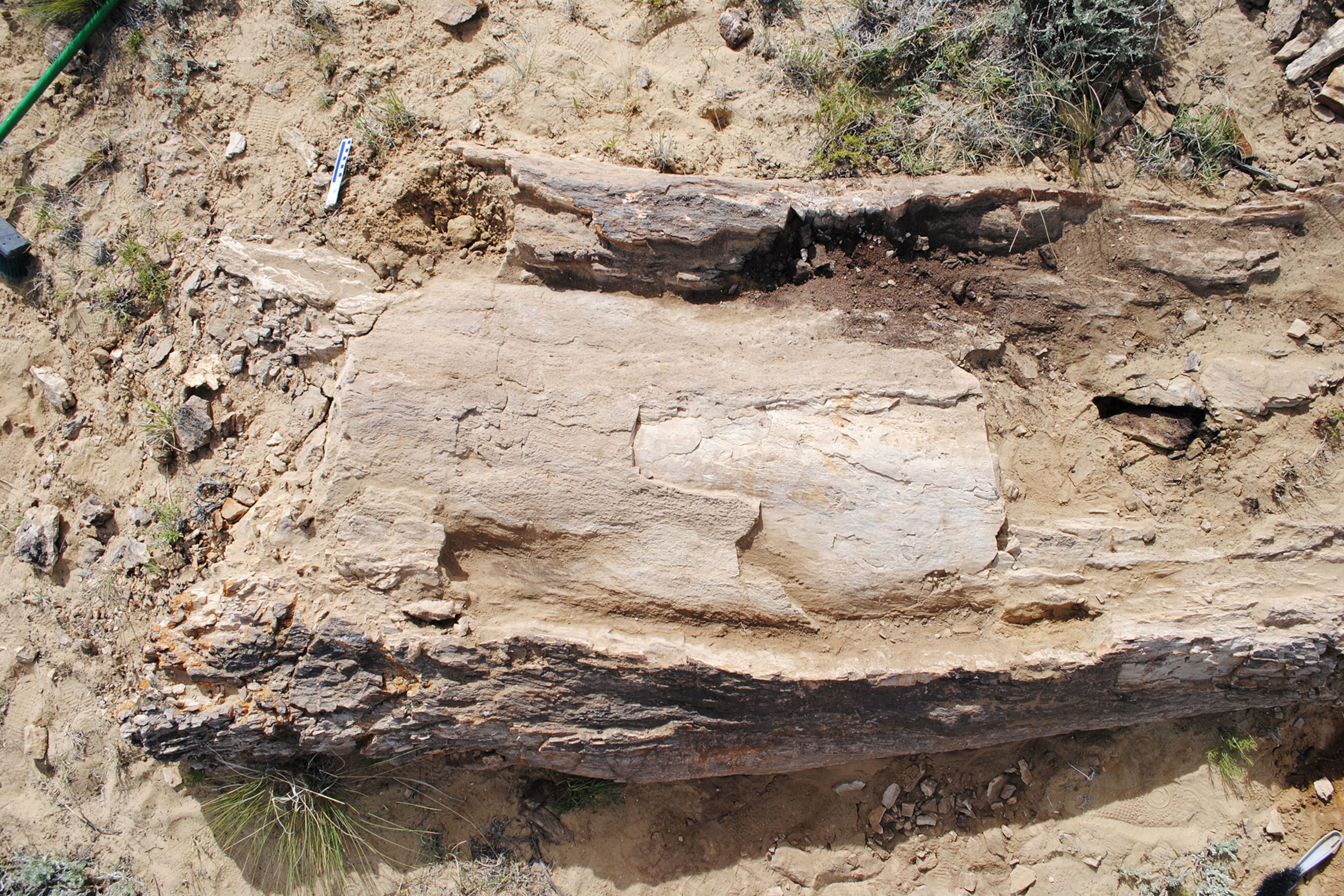 Huge Fossil Is Oldest Giant Flowering Tree in North America