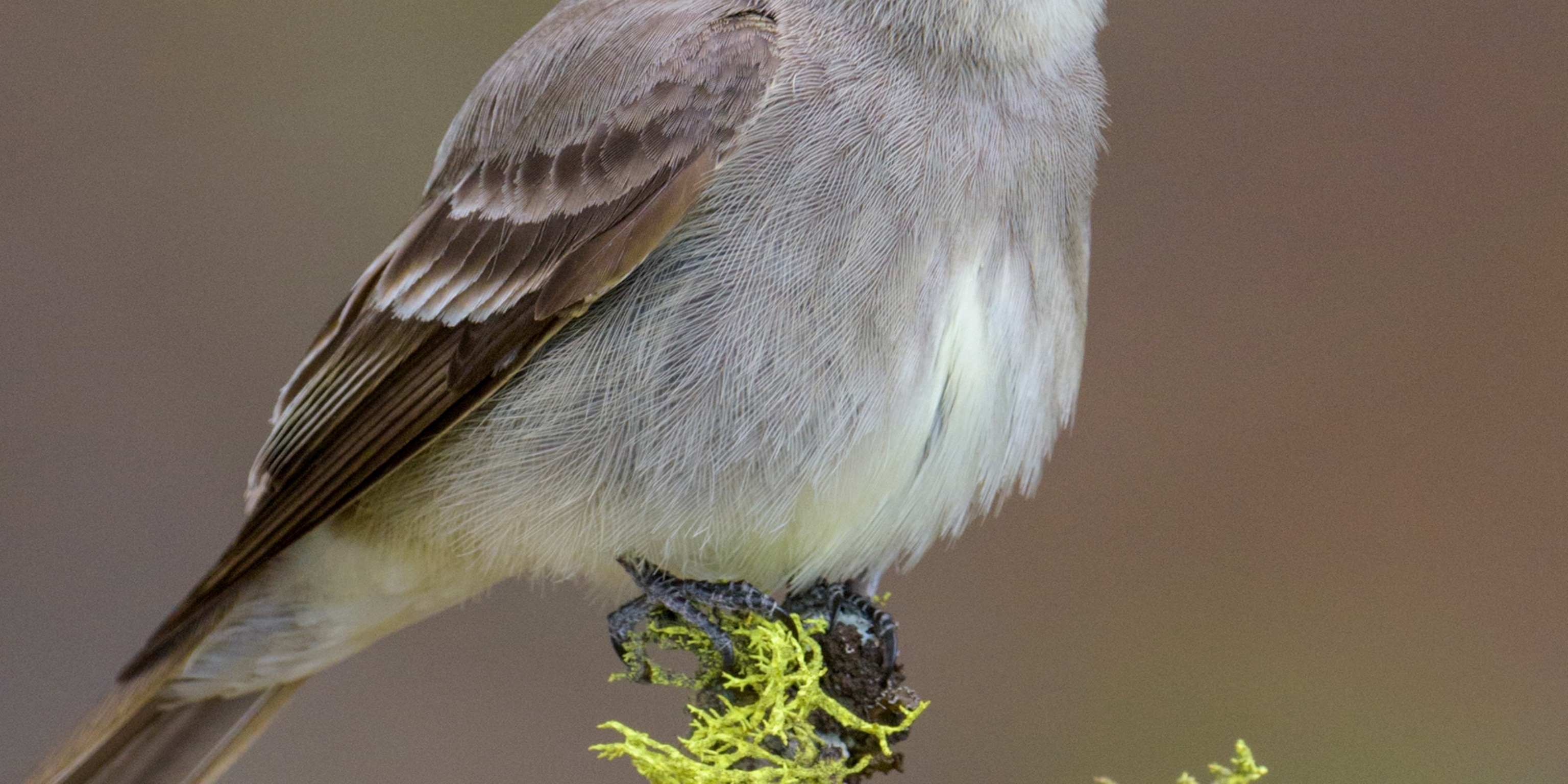 Western Wood Pewee Western Wood Pewee