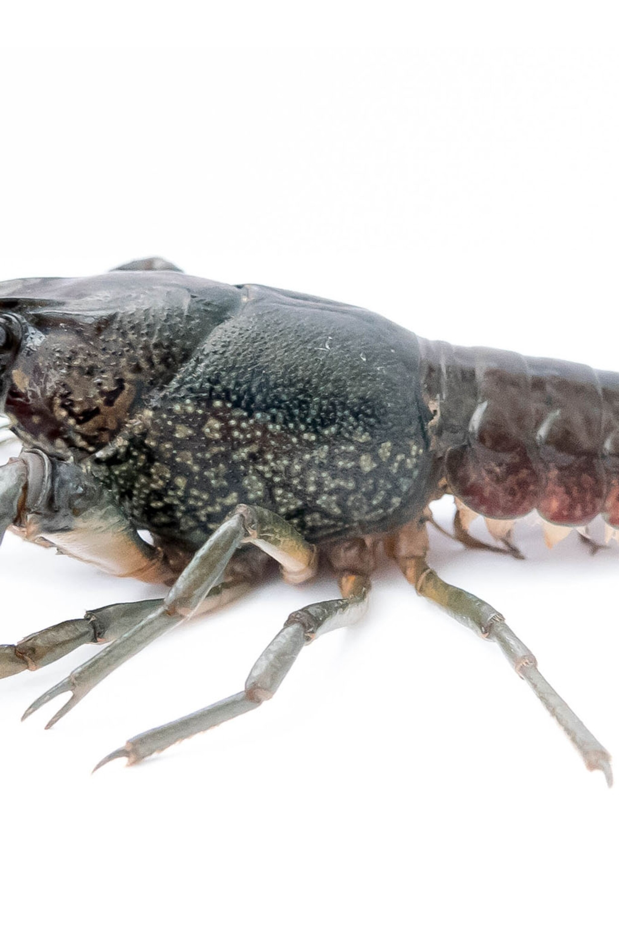 Cray Crayfish A Cray Active Solution For Cancer Research