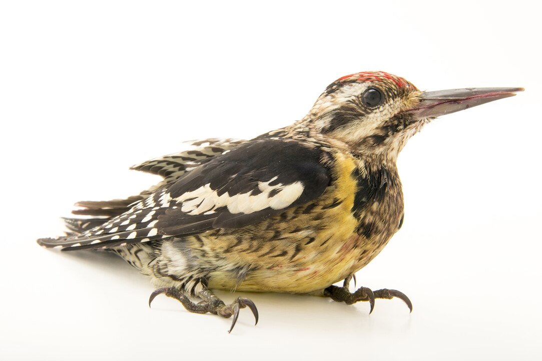Yellow Bellied Sapsucker Flying Nature Notes: A Sign Of Spring