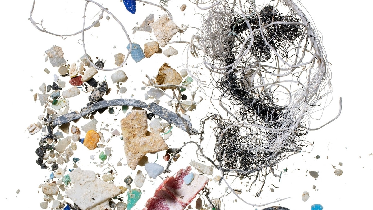 Pictures of tiny fish reveal our oceans’ microplastics problem ...