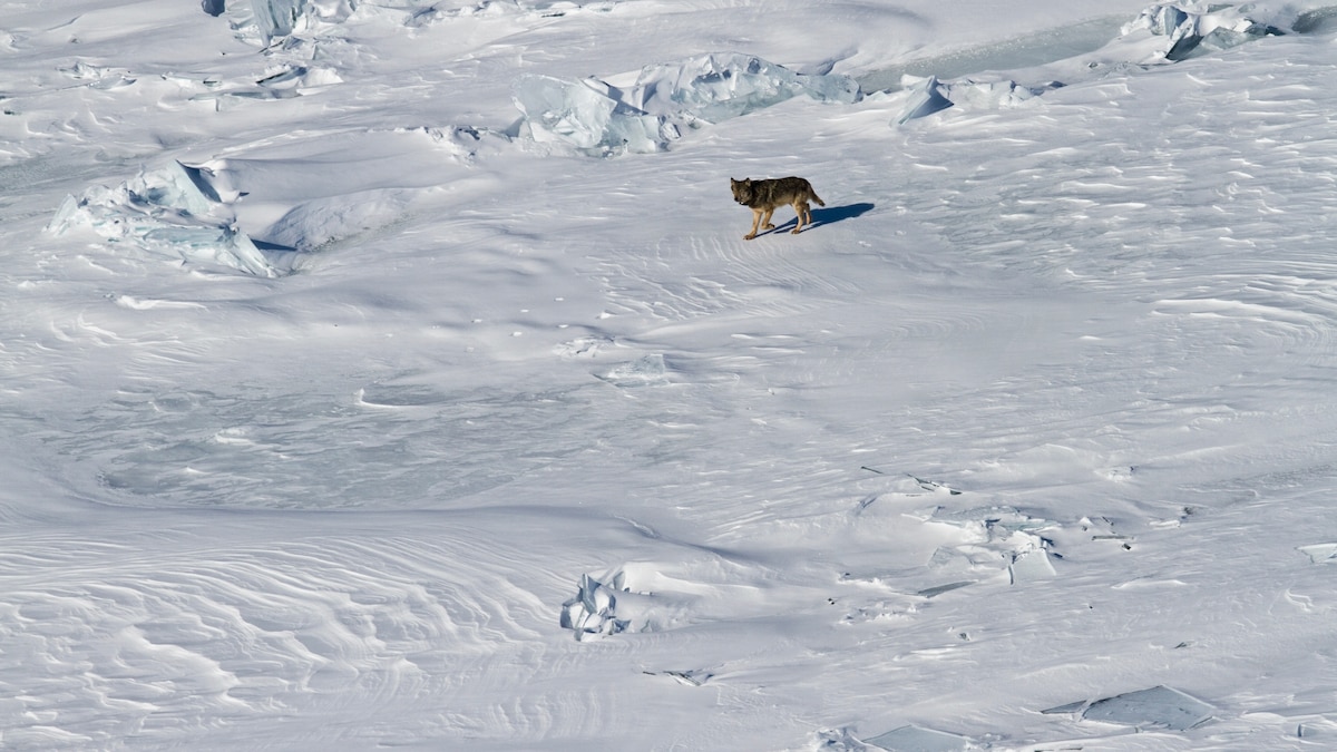 How Do Wolves Get to a Remote Island? Ice Solves Mystery | National ...