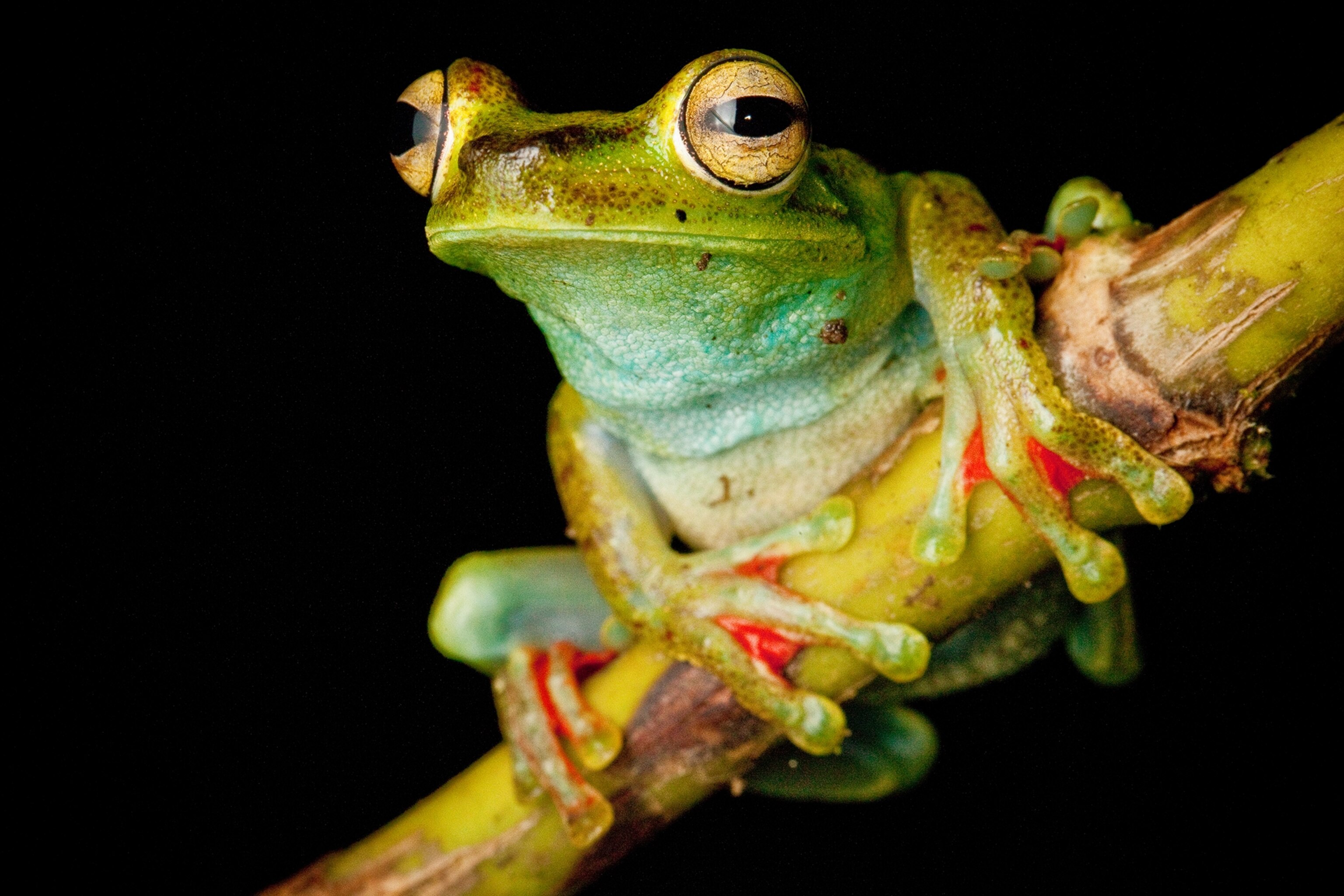 The Search for Missing Frogs Brings Some Species Back From the Dead