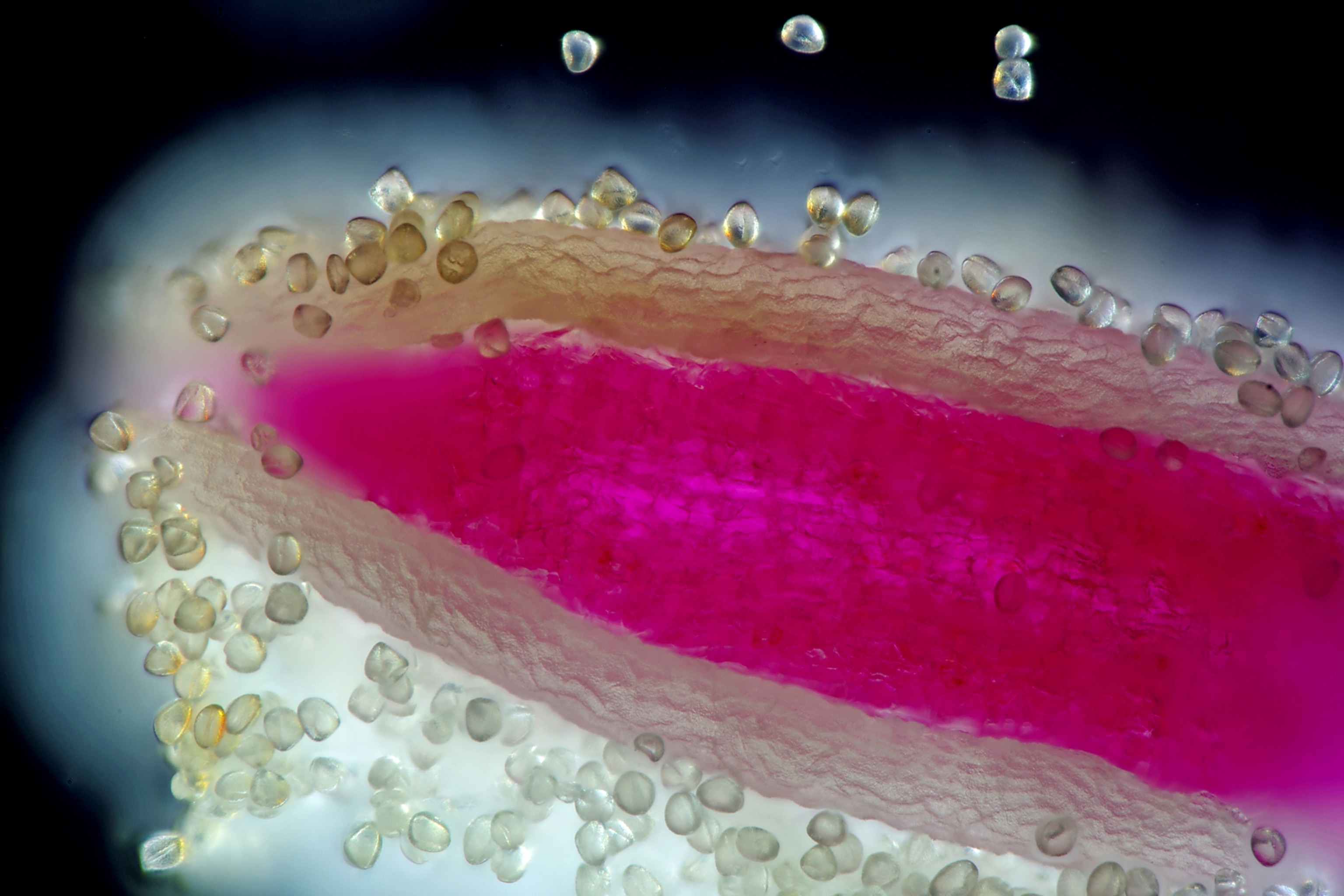 See the Plant Kingdom's Hidden Microscopic Wonders