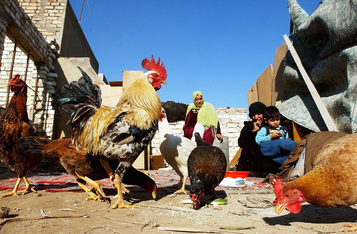 Chicken Farms Another Casualty of ISIS Takeover in Iraq
