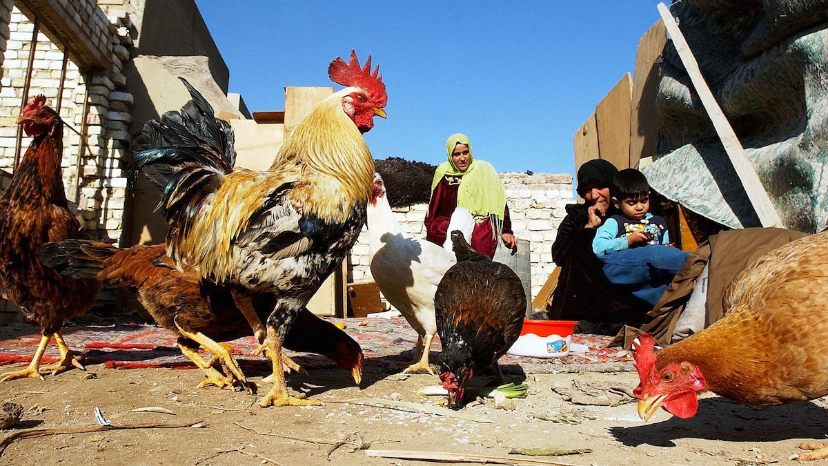 Chicken Farms Another Casualty of ISIS Takeover in Iraq | National ...