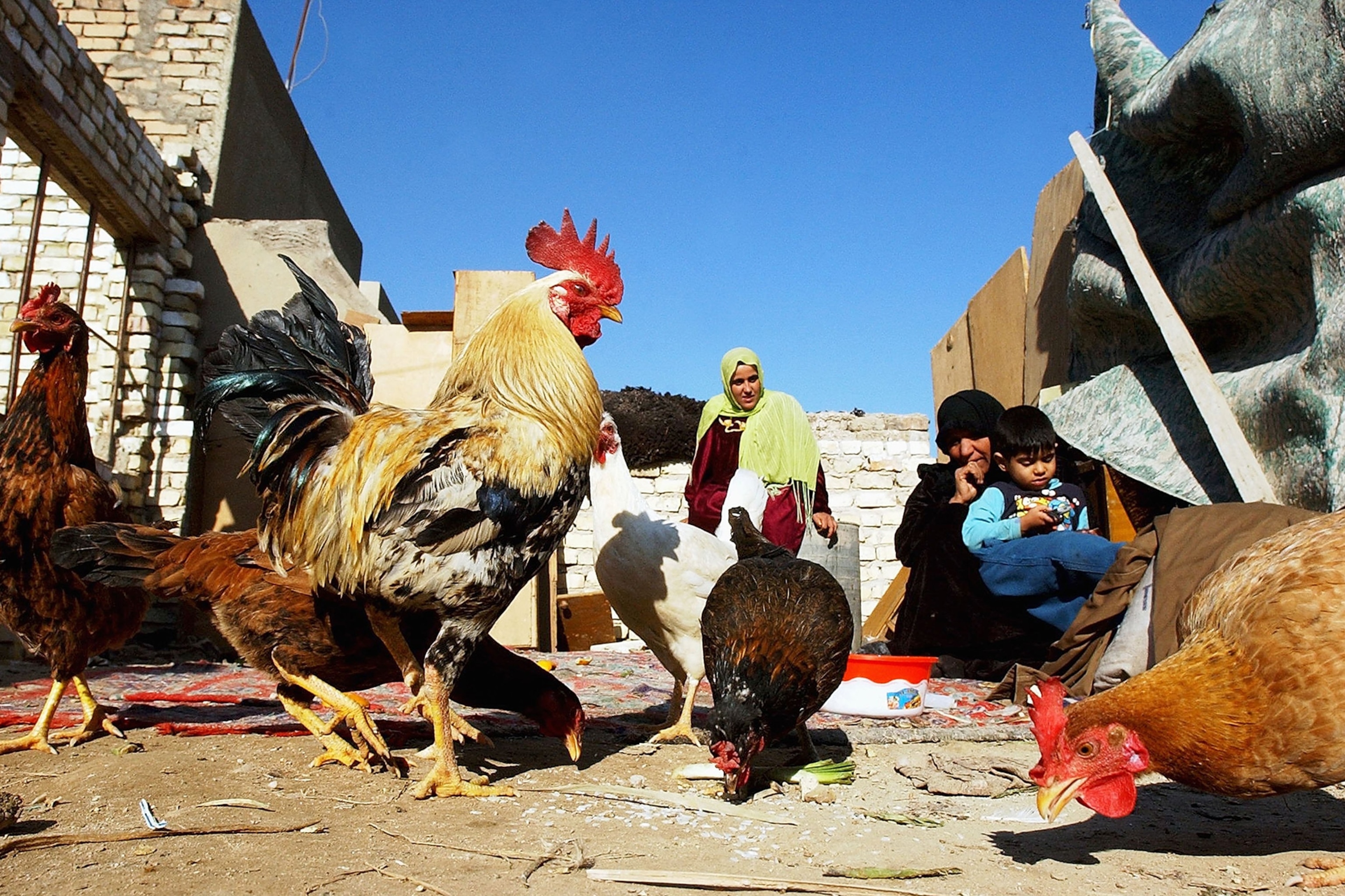 Chicken Farms Another Casualty of ISIS Takeover in Iraq
