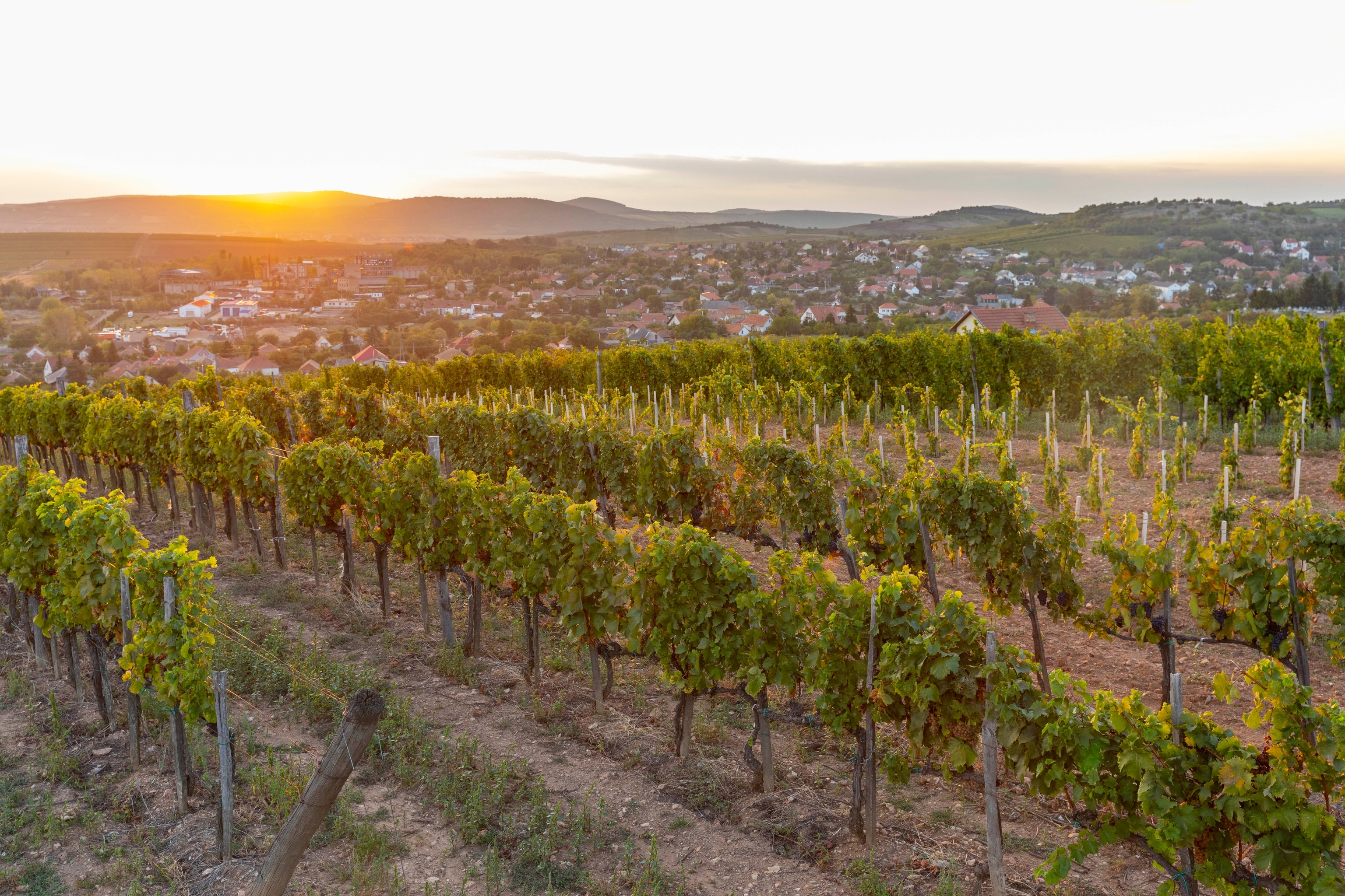 Unique wines from Tokaj in Hungary
