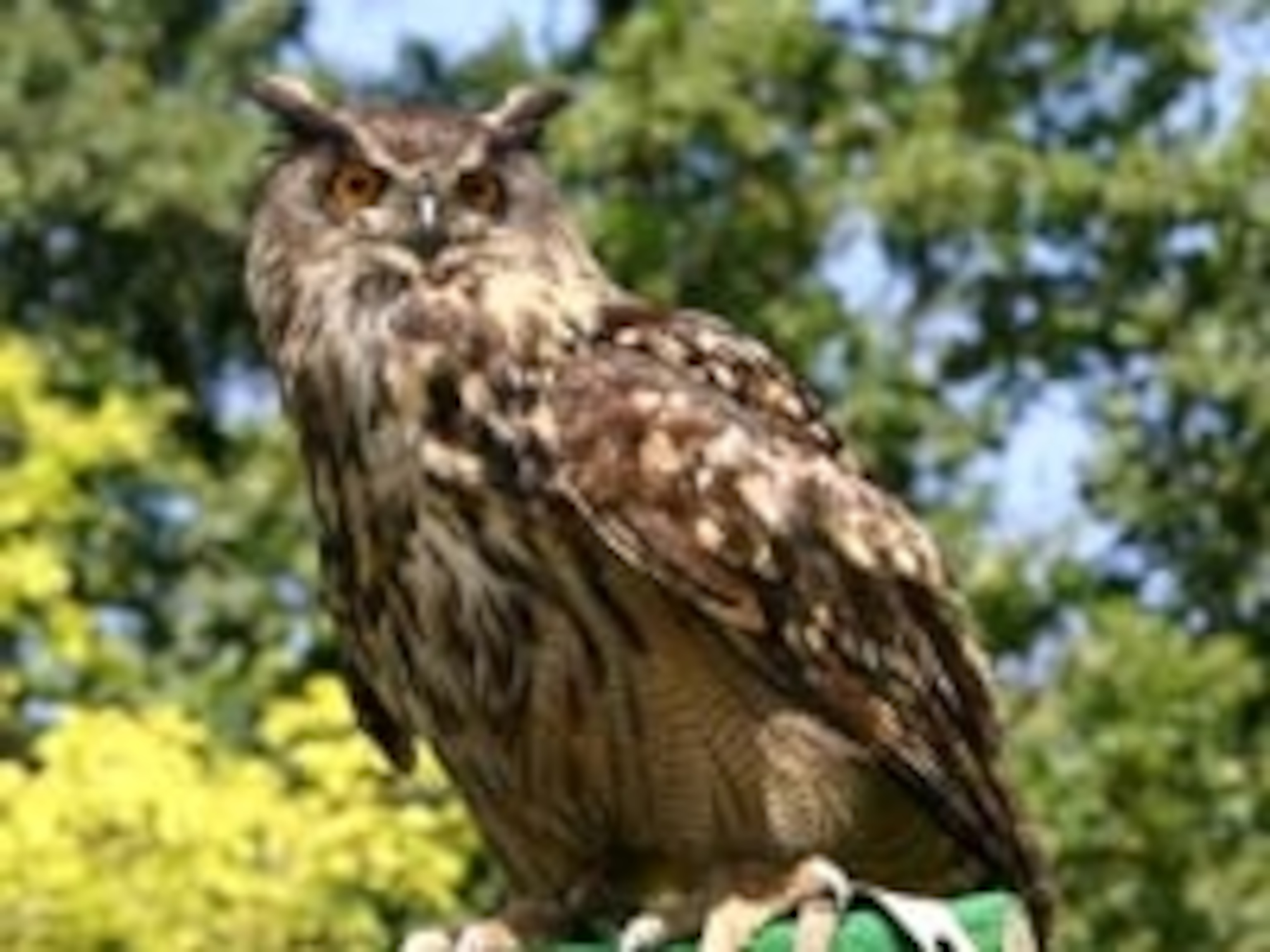 Owls use poo and plumage to mark their territories