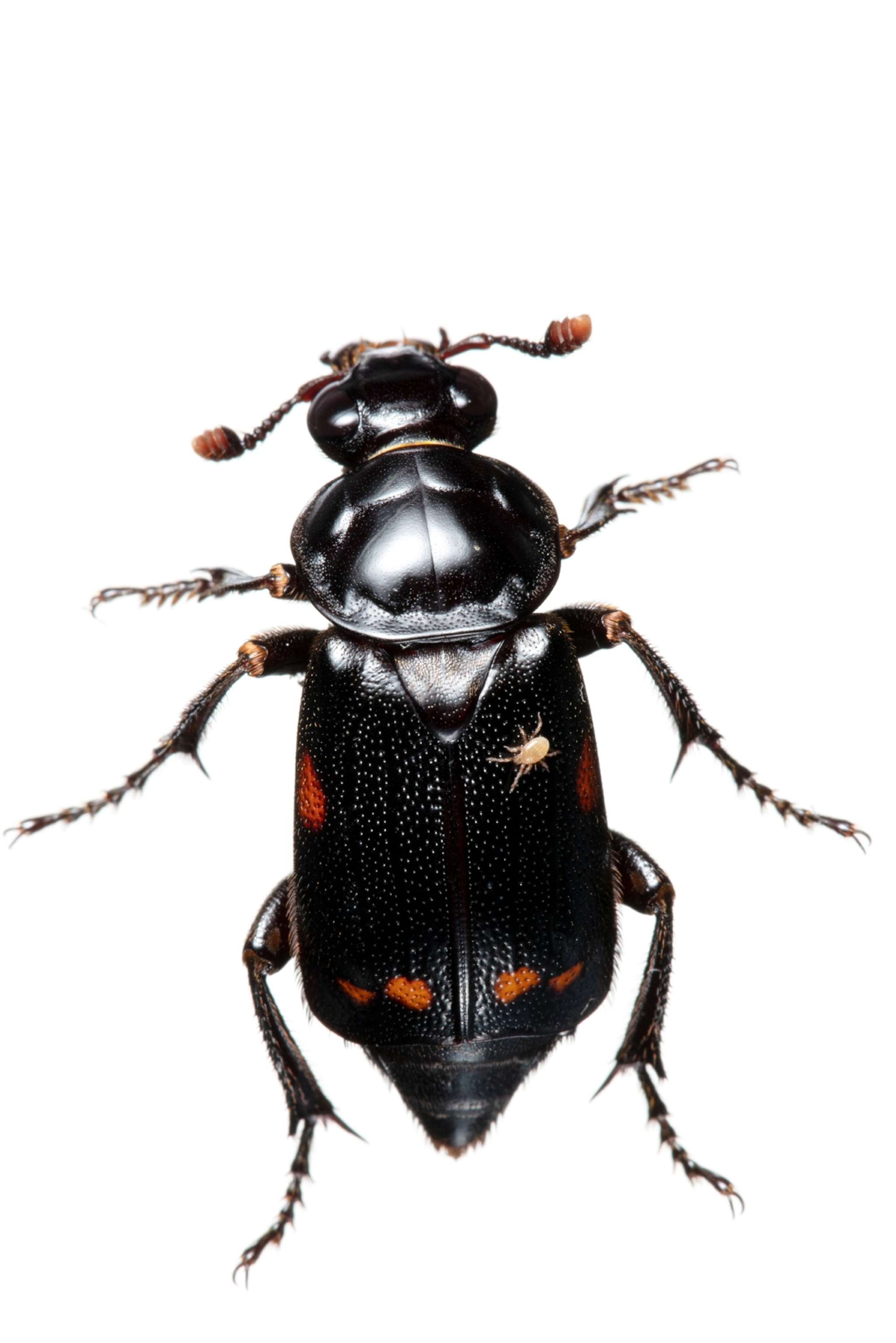 Where have all the insects gone?