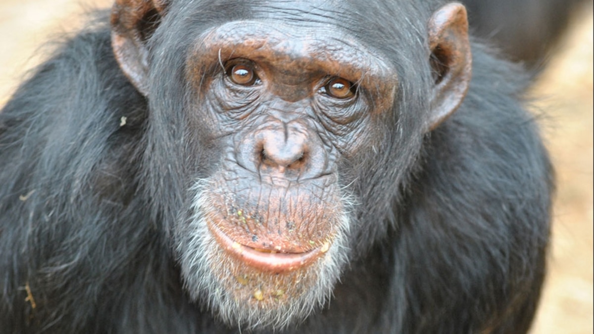 Testing Vaccines On Captive Chimps To Protect Wild Chimps—Is It Worth ...