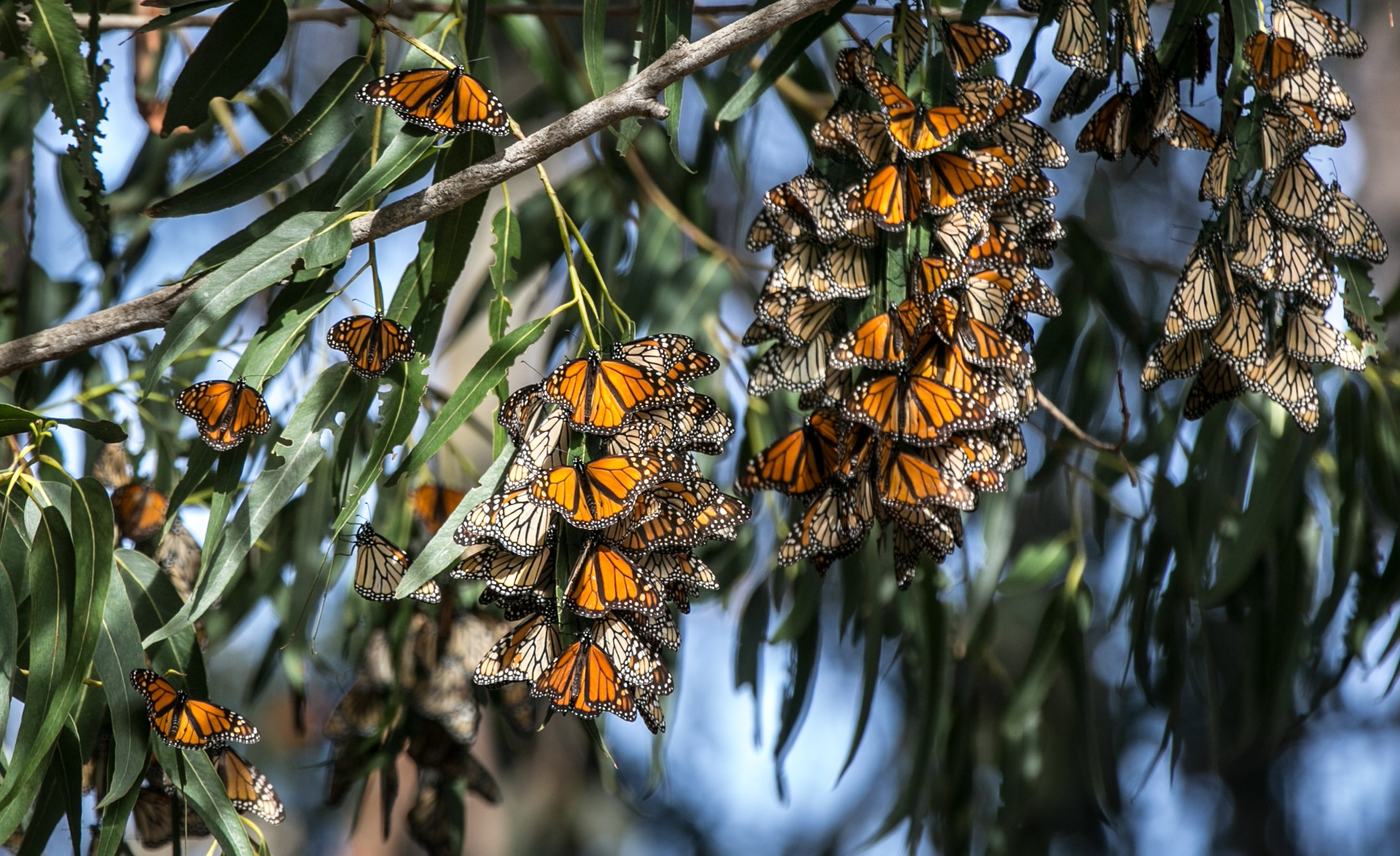 Why is the U.S. letting these monarch butterflies disappear? | National ...