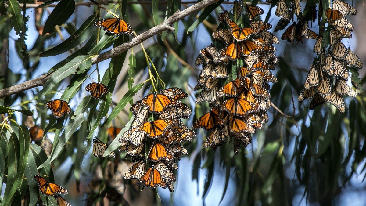 Why is the U.S. letting these monarch butterflies disappear? | National ...