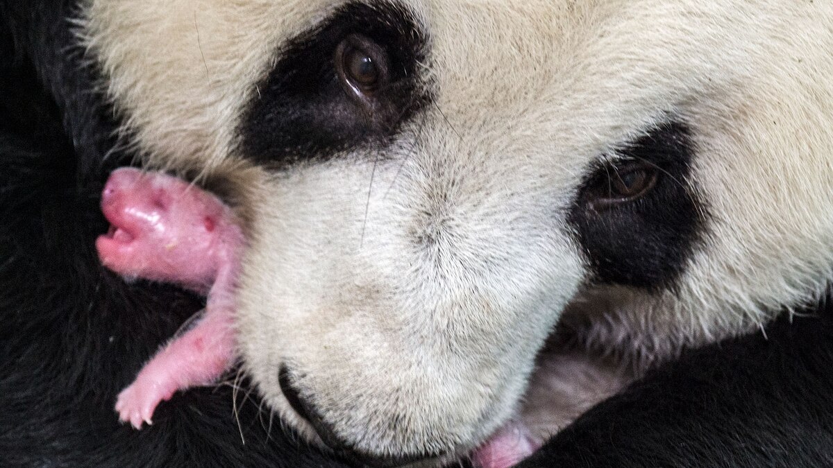 Our Favorite Instagram Photos: Panda Cubs and a Cliffside Fall ...