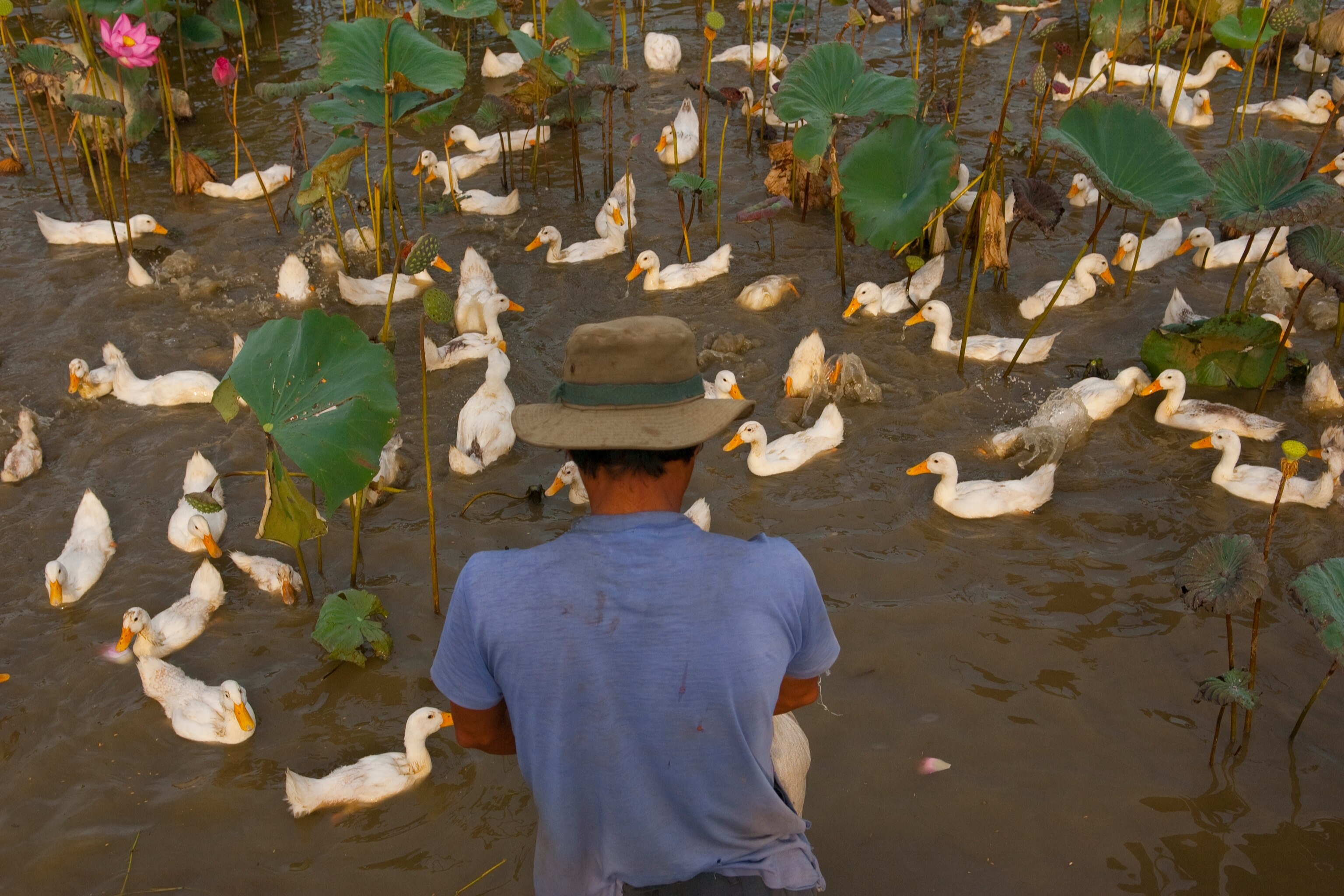 What happens to your brain when you see a bird in nature?