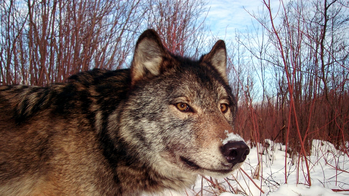 Should We Save the Wolves of Isle Royale? | National Geographic