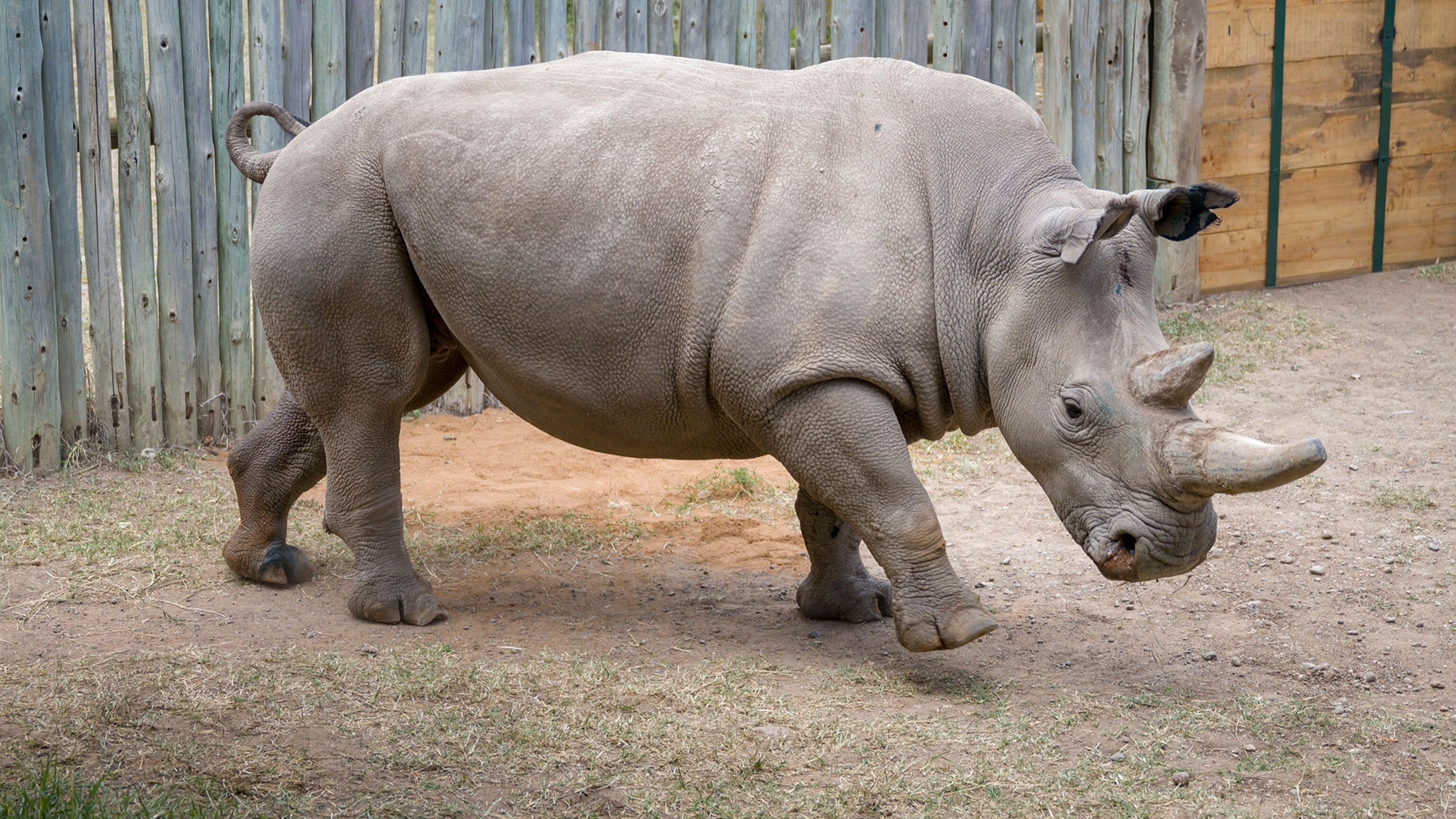 Scientists extract eggs from northern white rhino for first-ever IVF ...