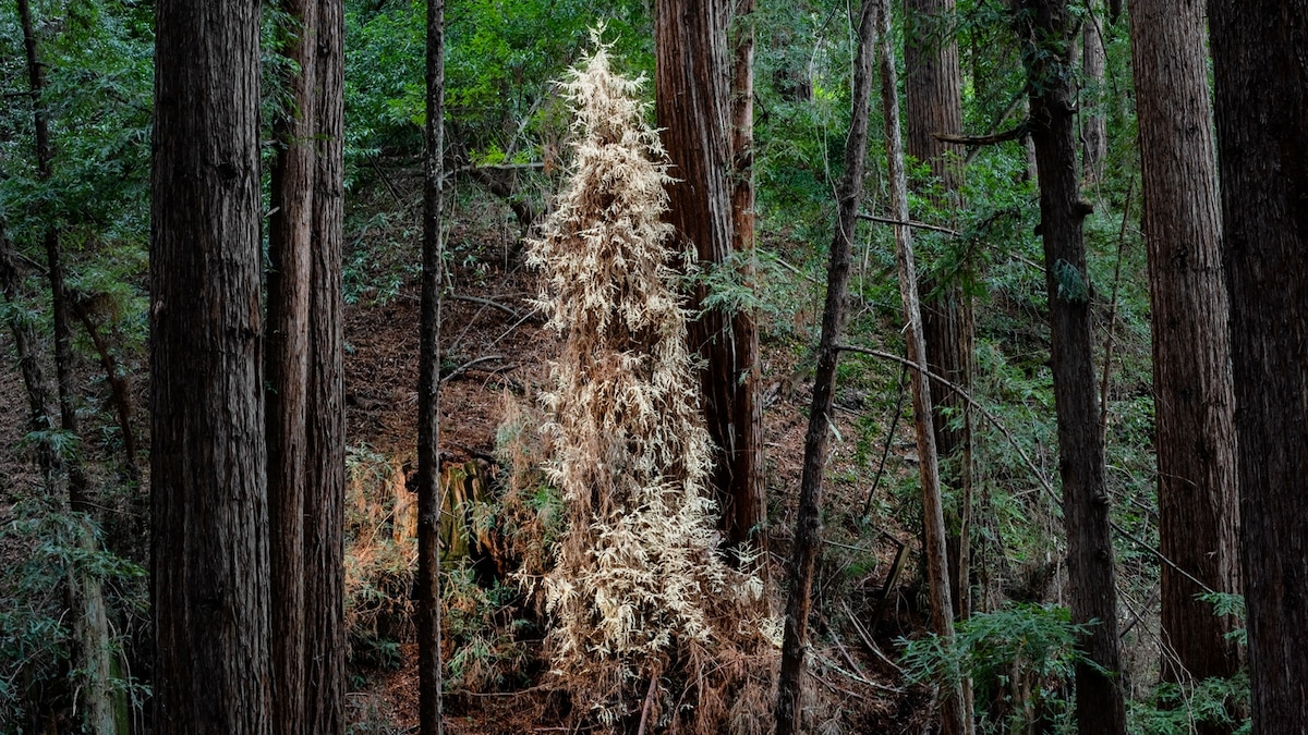 Searching for California’s mysterious albino redwood | National Geographic