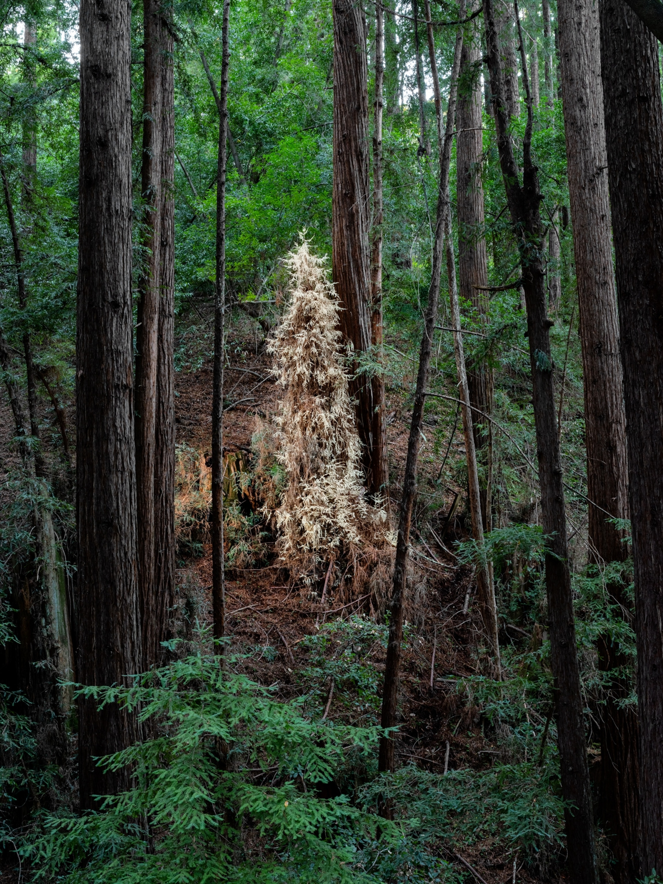 Searching for California’s mysterious albino redwood