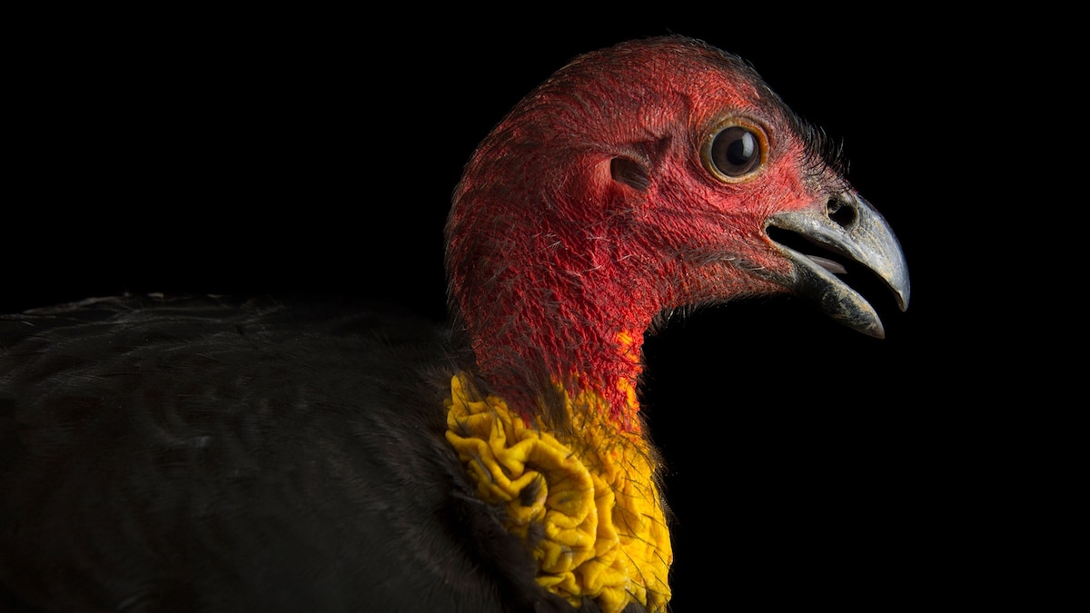 Go, Baby! These Animal Babies Grow Up Without Any Help From Parents ...