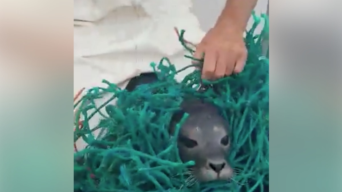 Watch: Seal Pup Rescued From Fishing Nets | National Geographic