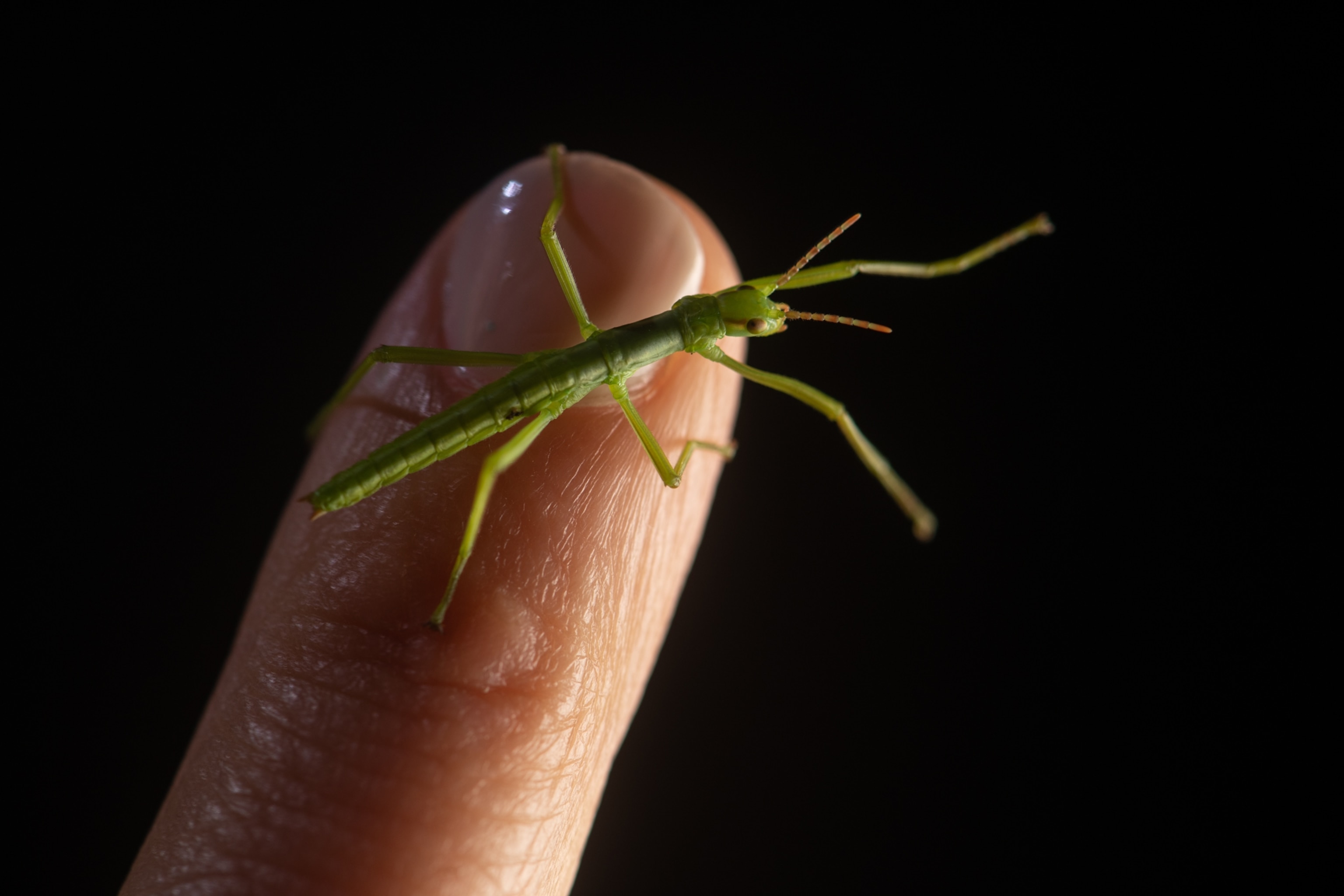 Rats invaded paradise. Here’s how paradise fought back.