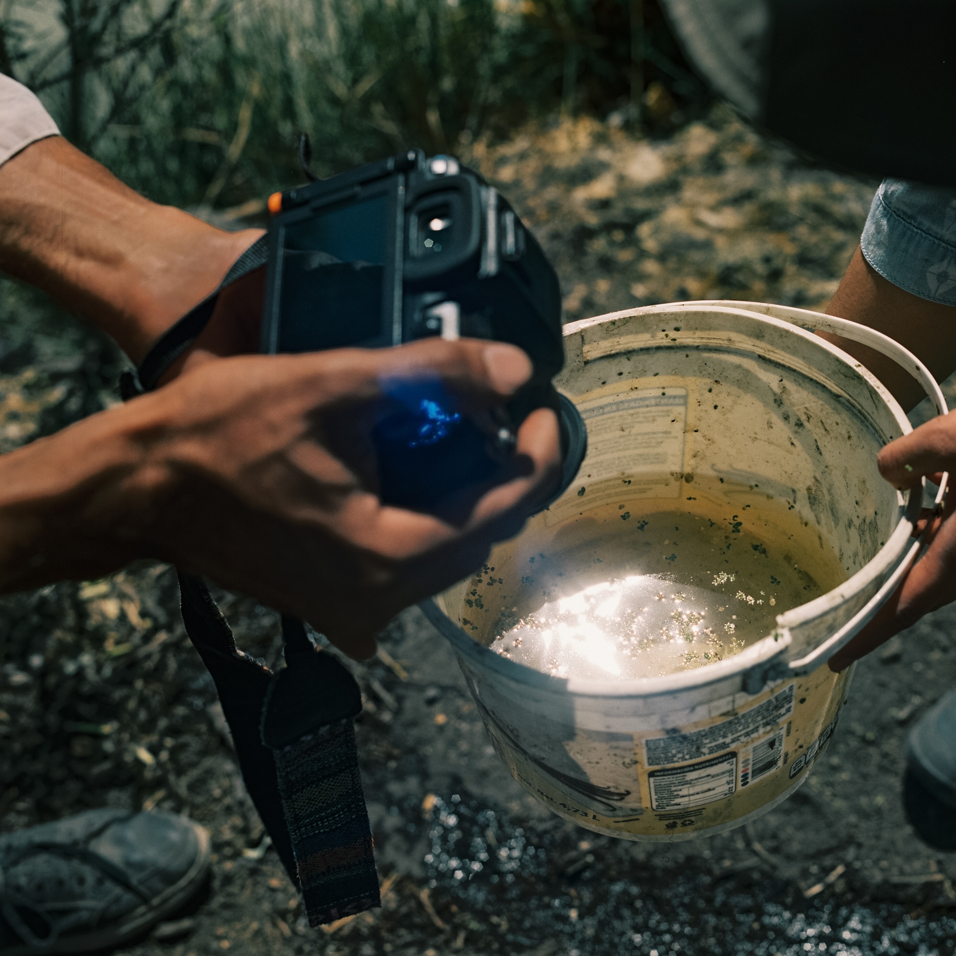 Mexico City’s endangered axolotl has found fame—is that enough to save it?